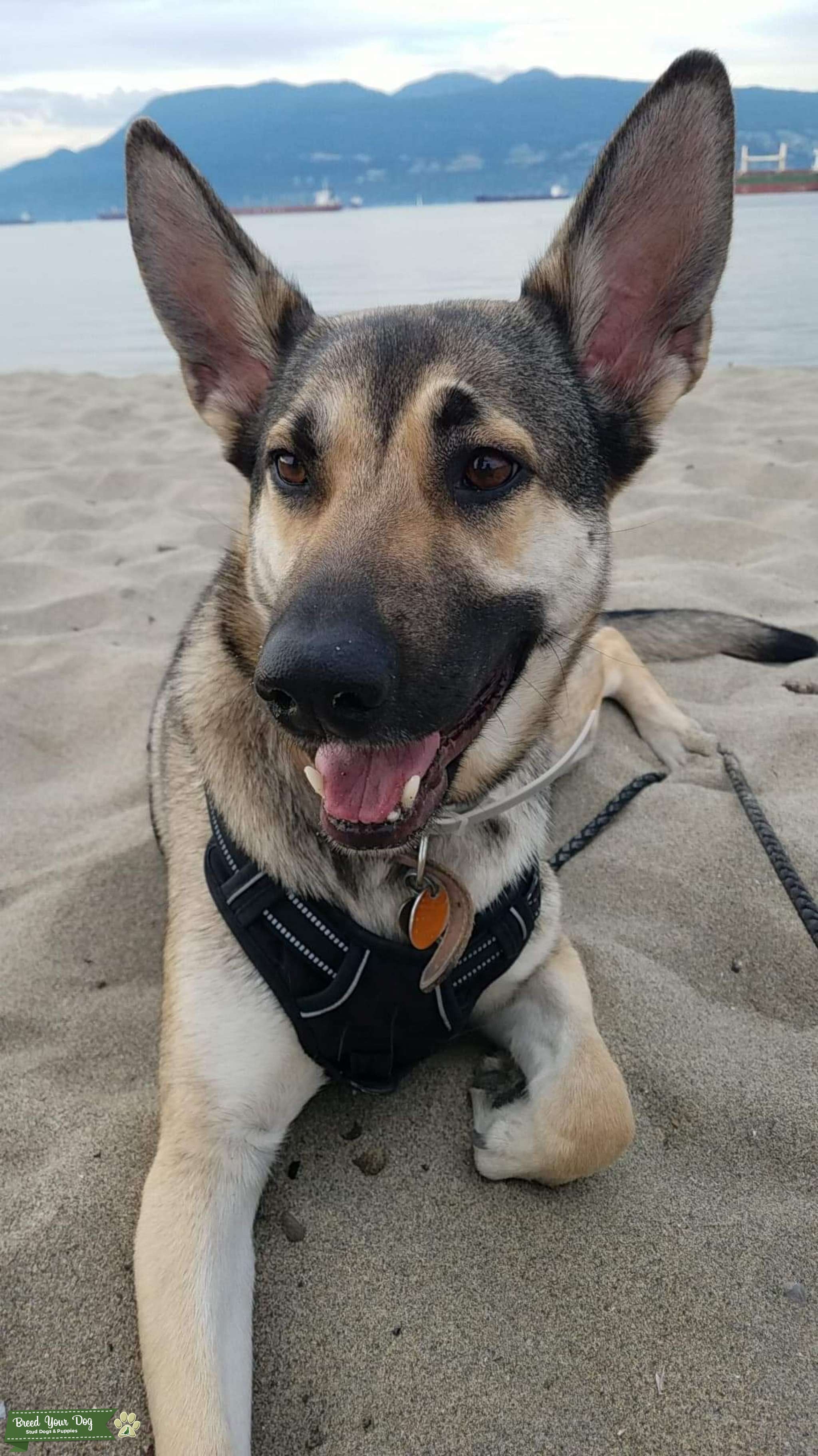 German Shepherd and Low Content Wolfdog - Stud Dog in Seattle Area ...