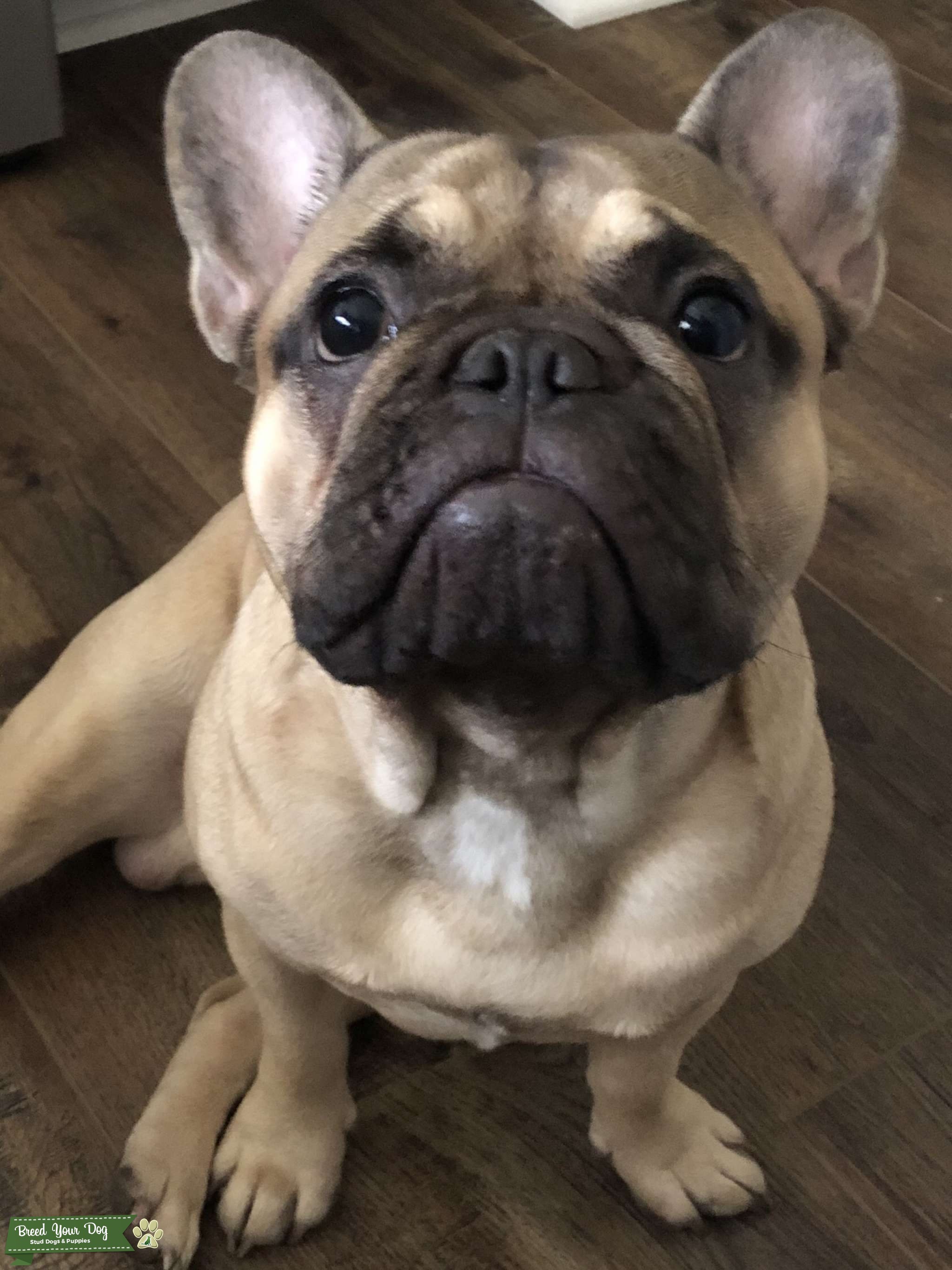 French Bulldog (AKC) - Stud Dog in San Antionio, TX, the United States ...