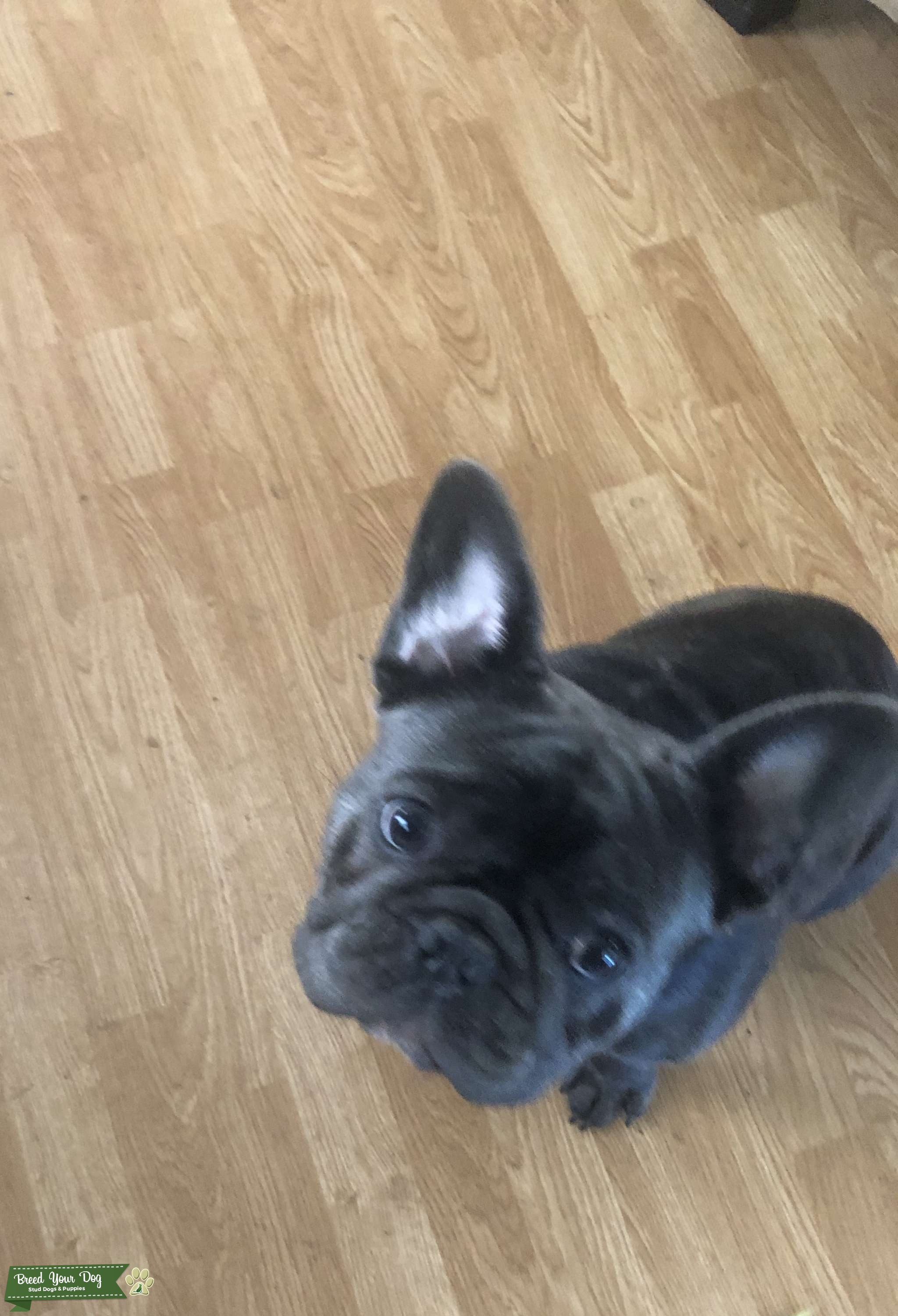 Blue French Bulldog (European) - Stud Dog in Washington , United States ...