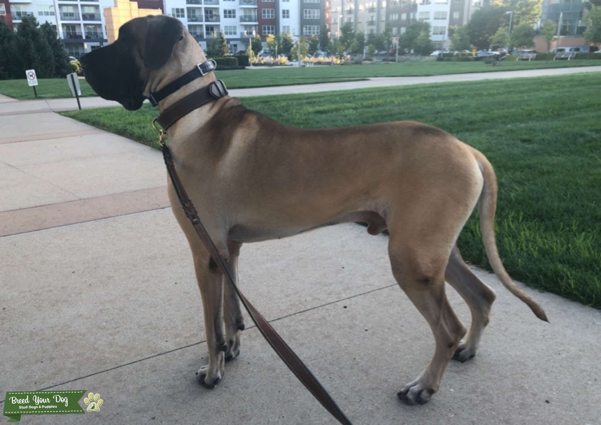 Fawn Great Dane - Stud Dog in Arizona, the United States | Breed Your Dog