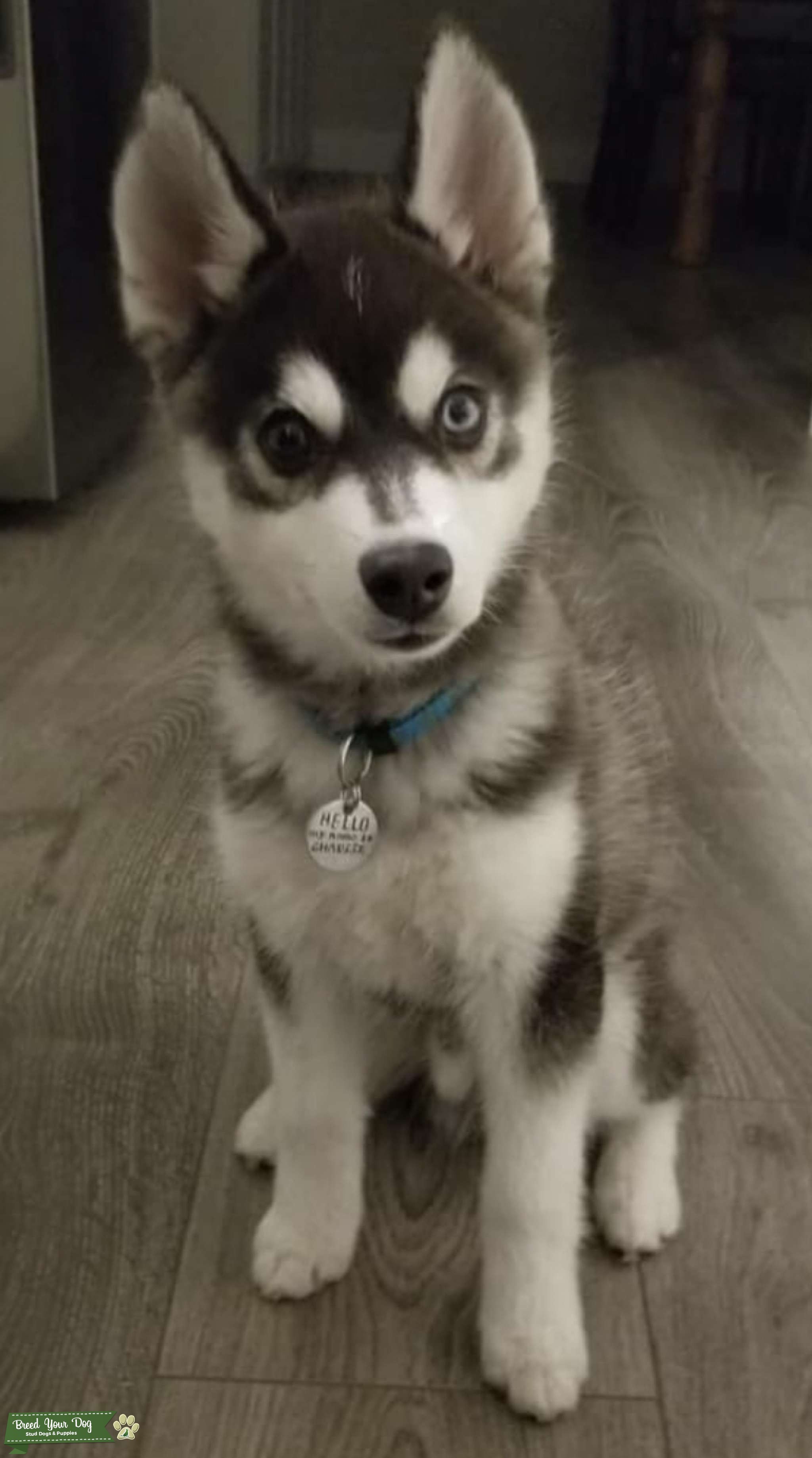 Pomsky Stud - Stud Dog in Vancouver, Surrey, British Columbia, the ...
