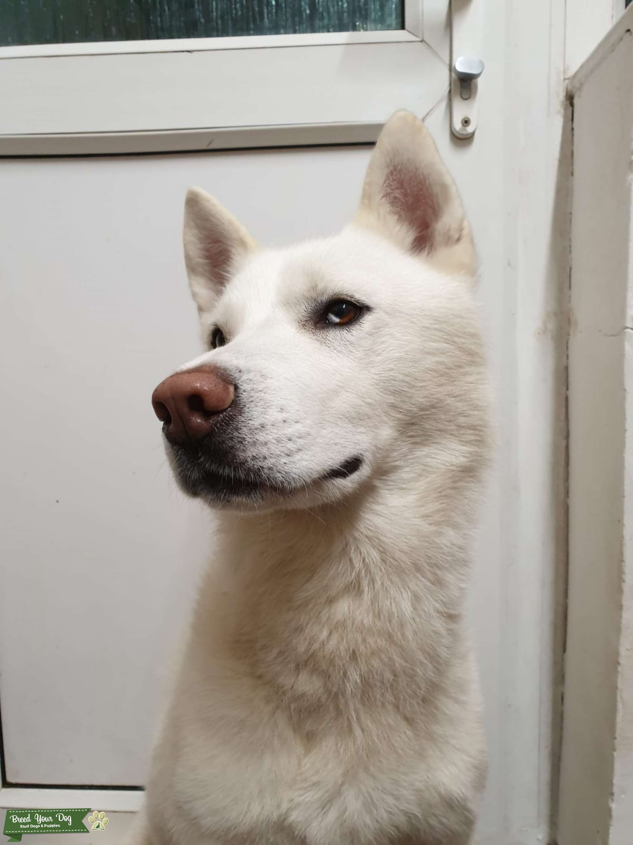 Beautiful White Husky With BI Eyes Stud Only - Stud Dog Manchester ...
