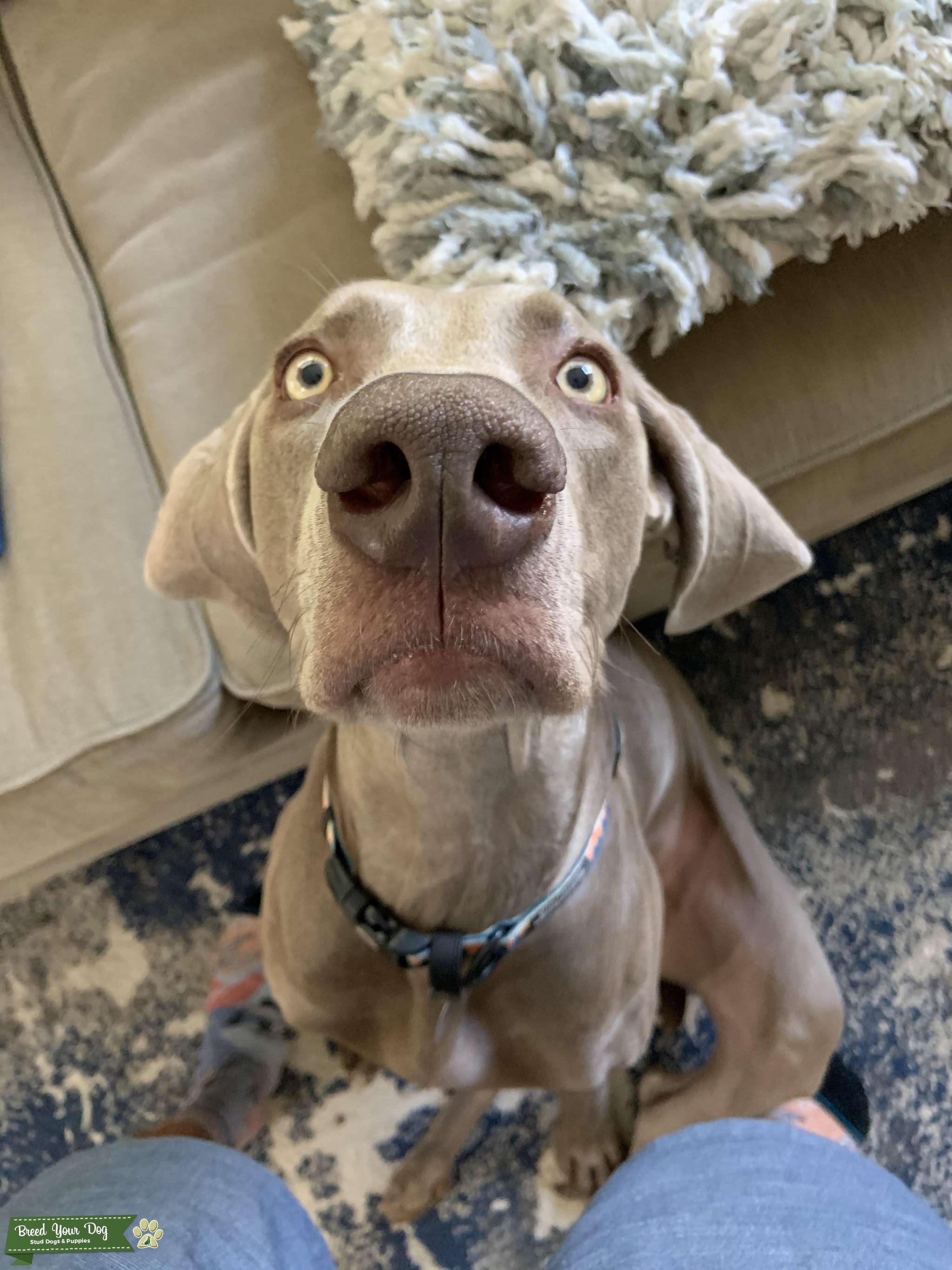 Handsome young stud - Stud Dog in California, the United States | Breed ...