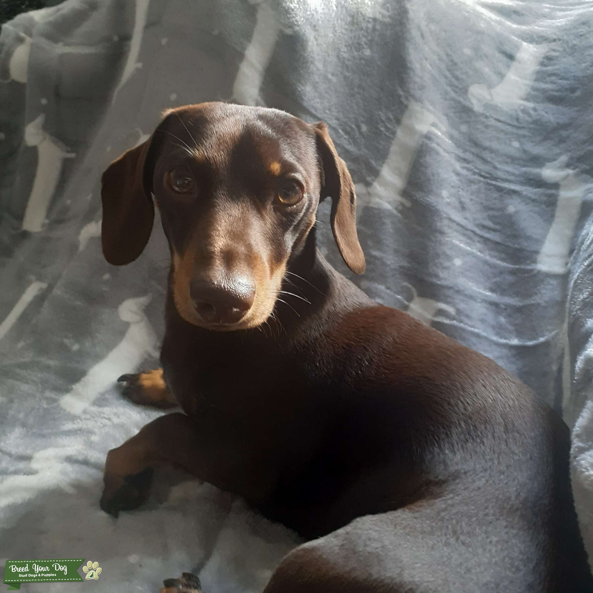 Miniature chocolate and tan stud dog - Stud Dog in West Yorkshire, the ...