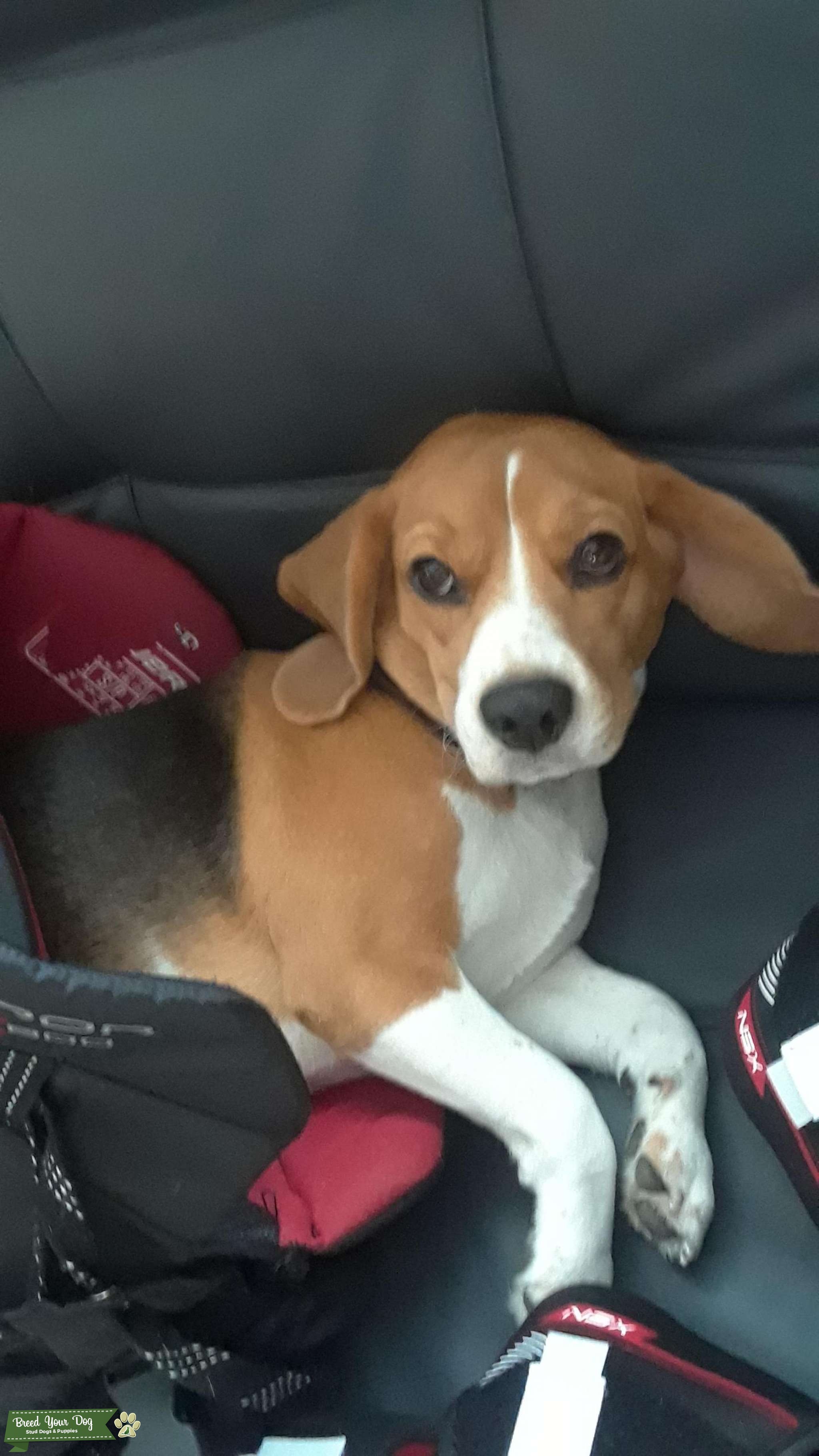 Pure Bred 11" Beagle female. Beautiful, Healthy, Calm and Congenial ...