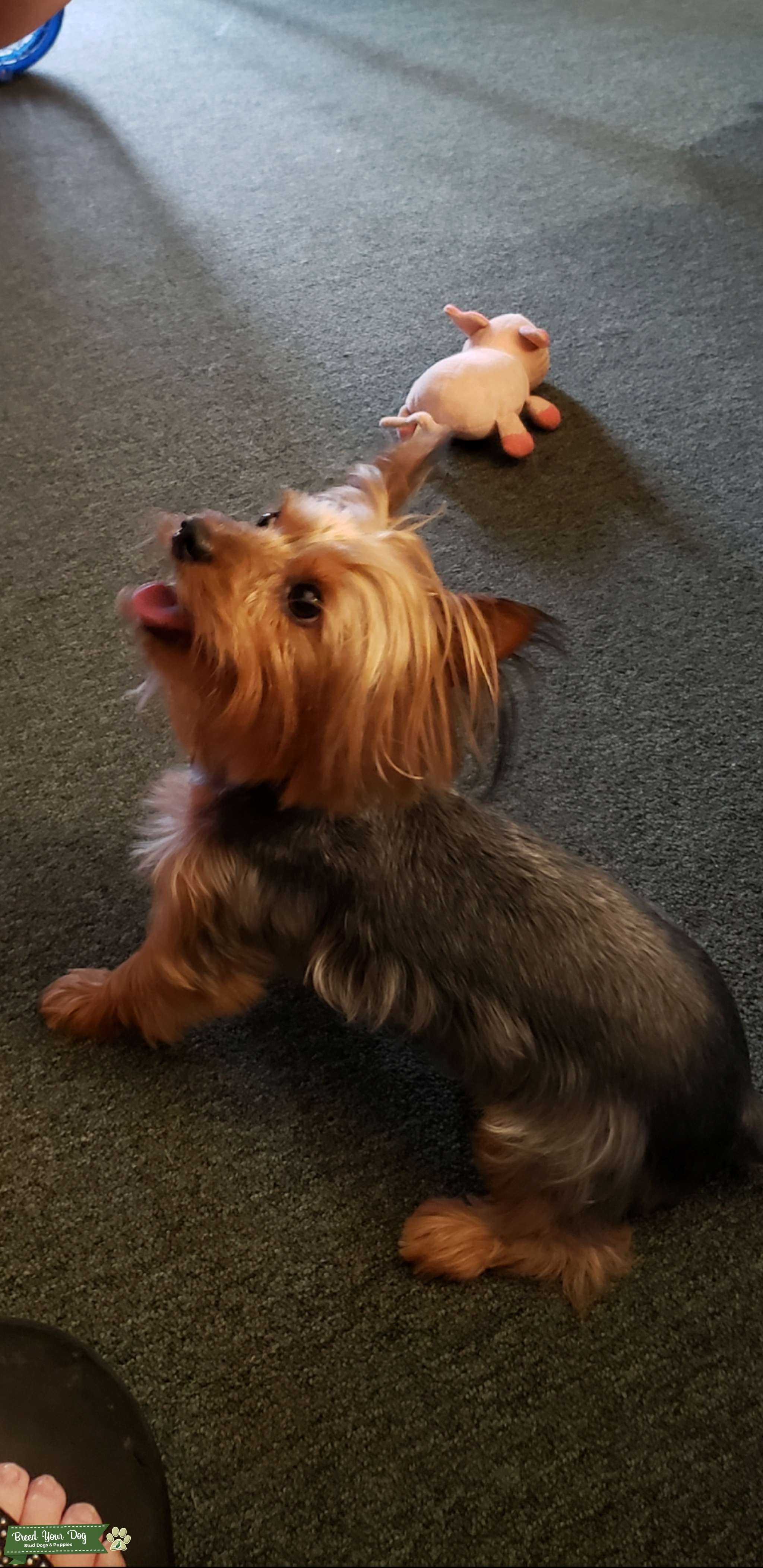 AKC Registered Yorkie Blue and Gold - Stud Dog in Florida Jacksonville ...