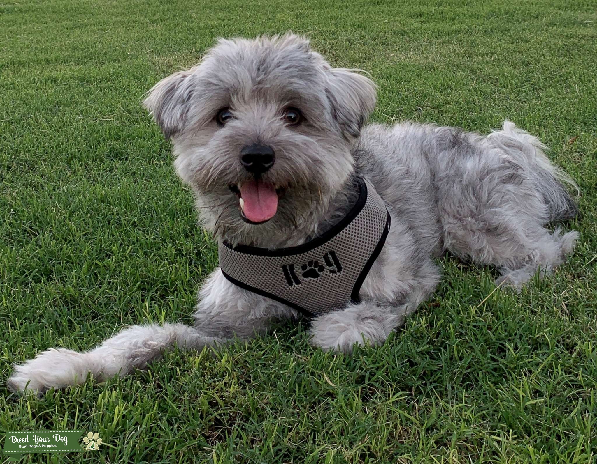 Peppered Pomapoo - Stud Dog AZ - Breed Your Dog