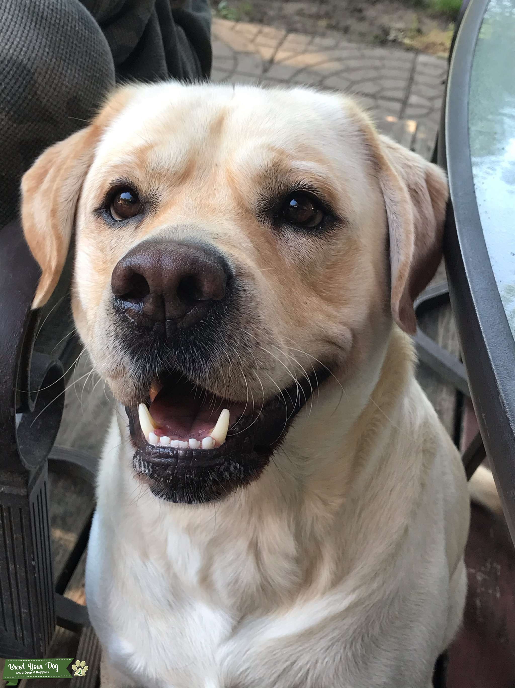 English Yellow Lab Stud - Stud Dog in Michigan, the United States ...