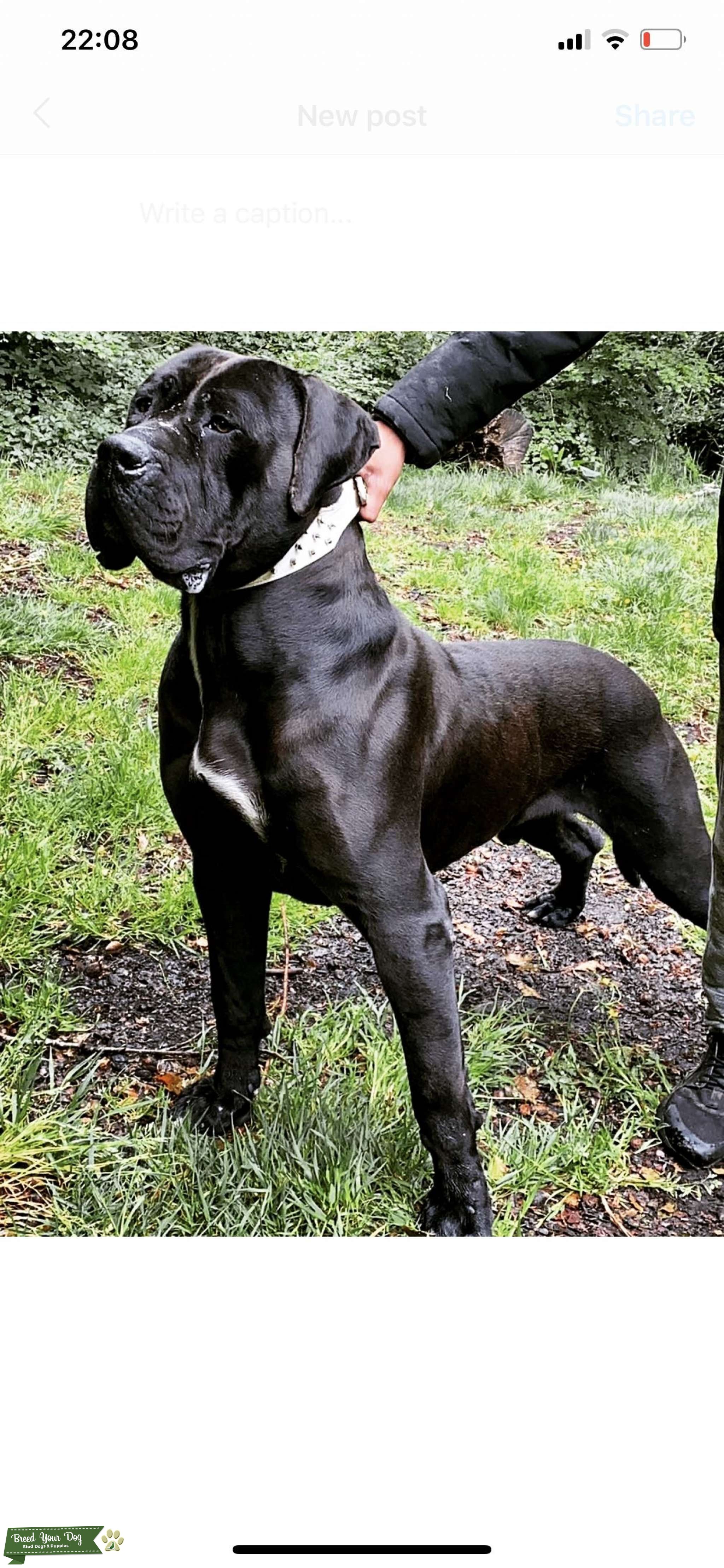 Presar canario - Stud Dog in Lancashire , the United States | Breed ...