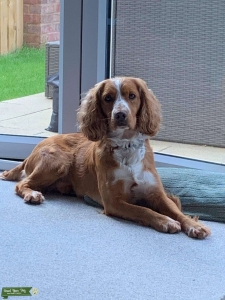 Fox red cocker spaniel kc registered - Stud Dog Cumbria - Breed Your Dog