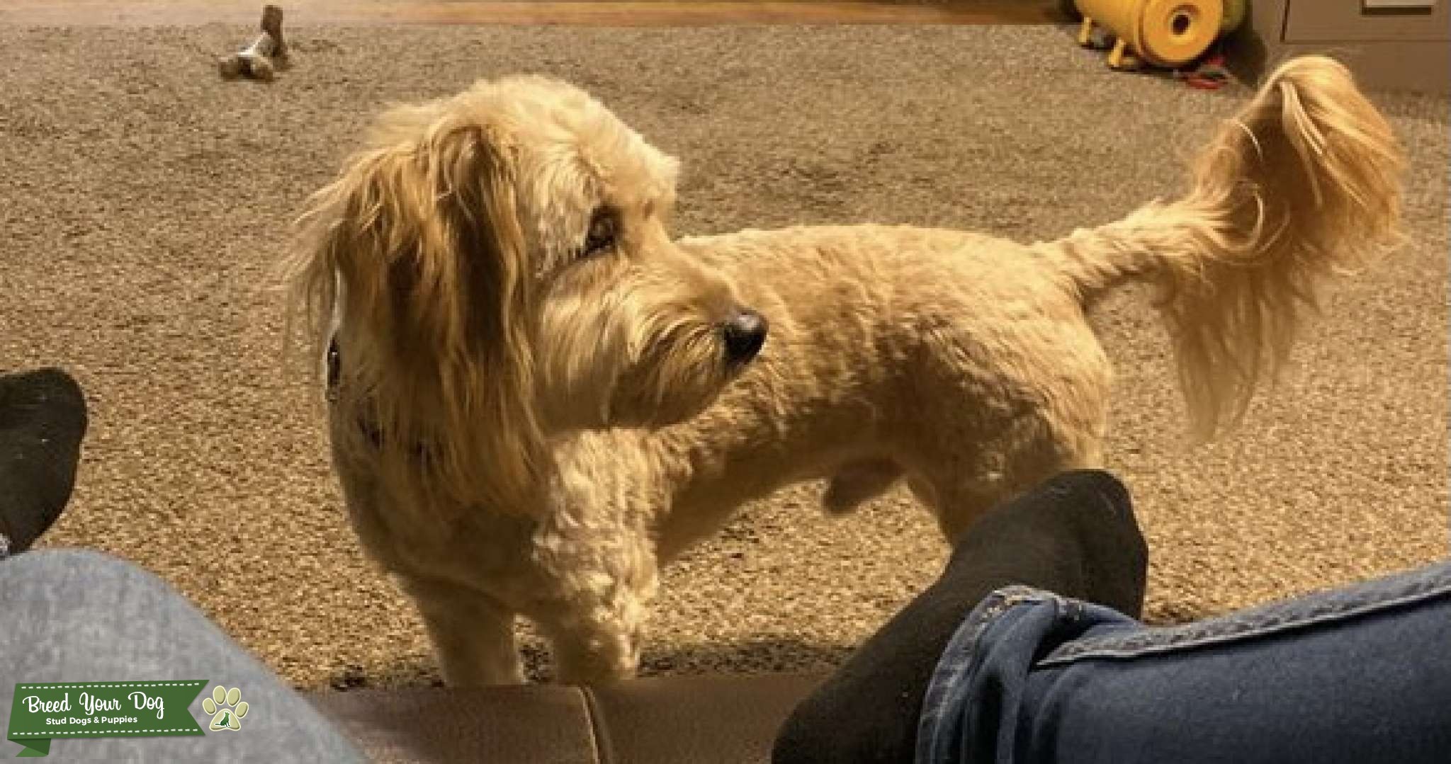 F1 Goldendoodle 30 lbs - Stud Dog in TX, the United States | Breed Your Dog