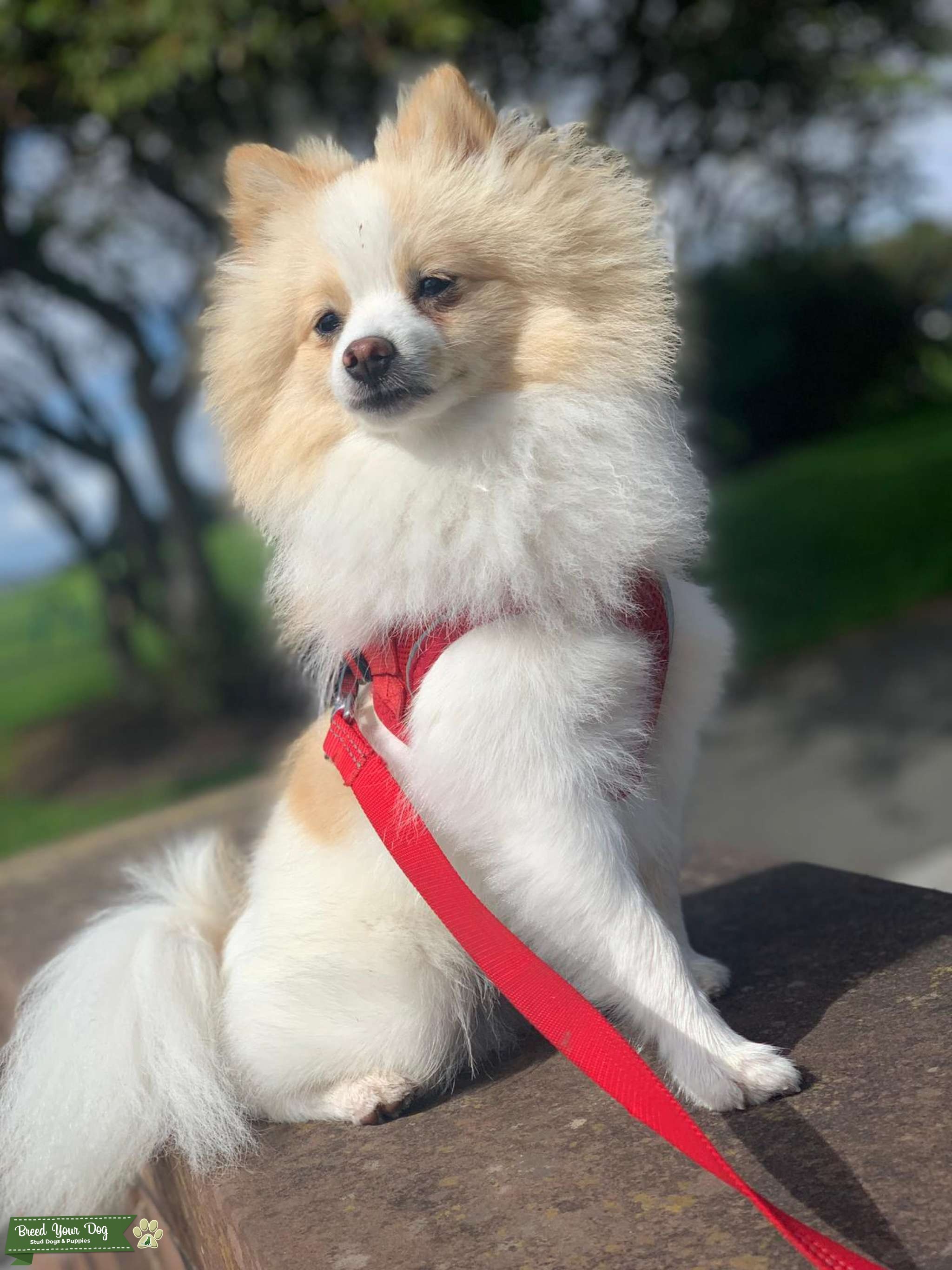 GERMAN SPITZ KLIEN - Stud Dog in Liverpool, the United States | Breed ...