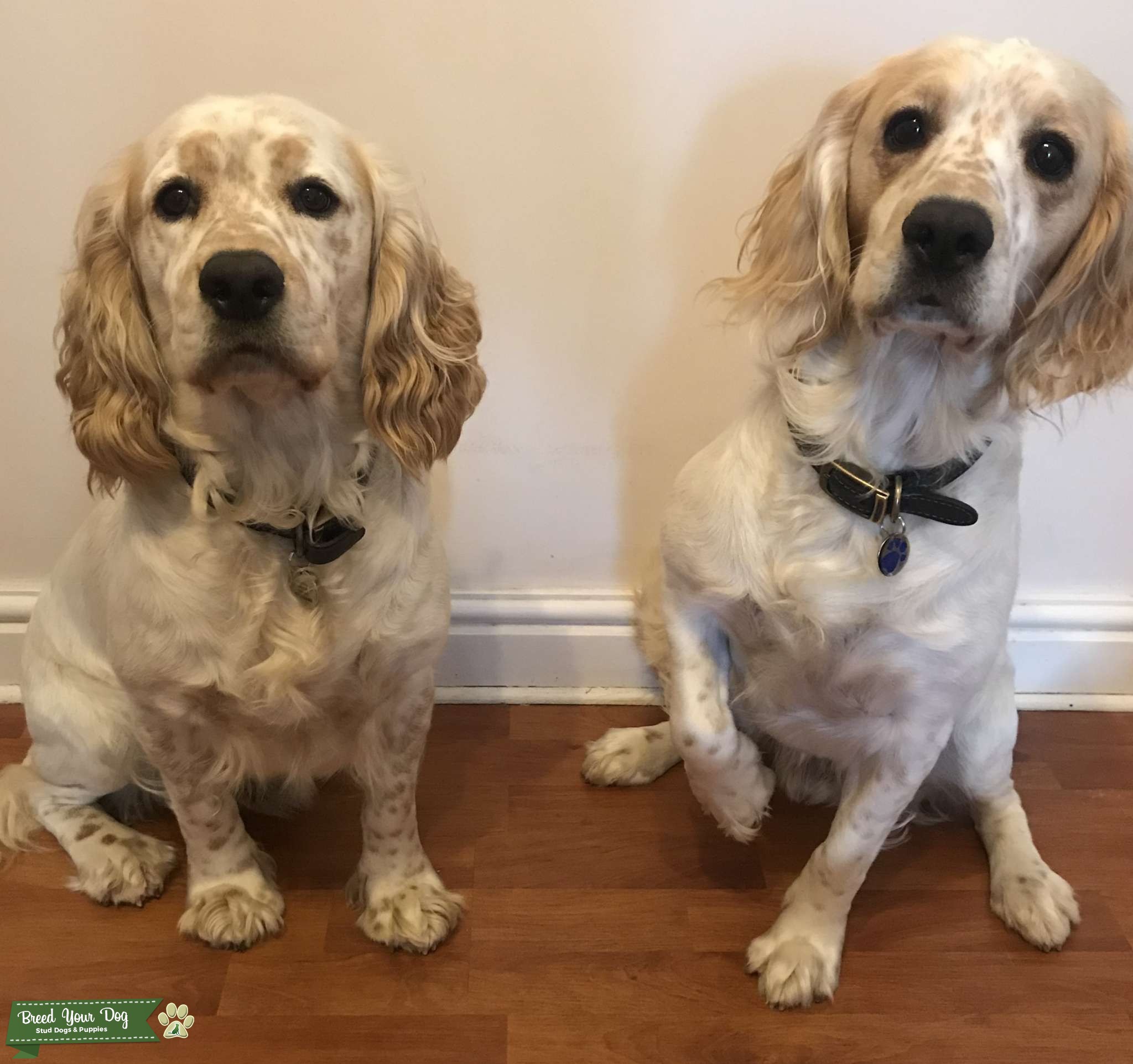 2 Cocker Spaniels - Stud Dog in Rochester, the United States | Breed ...