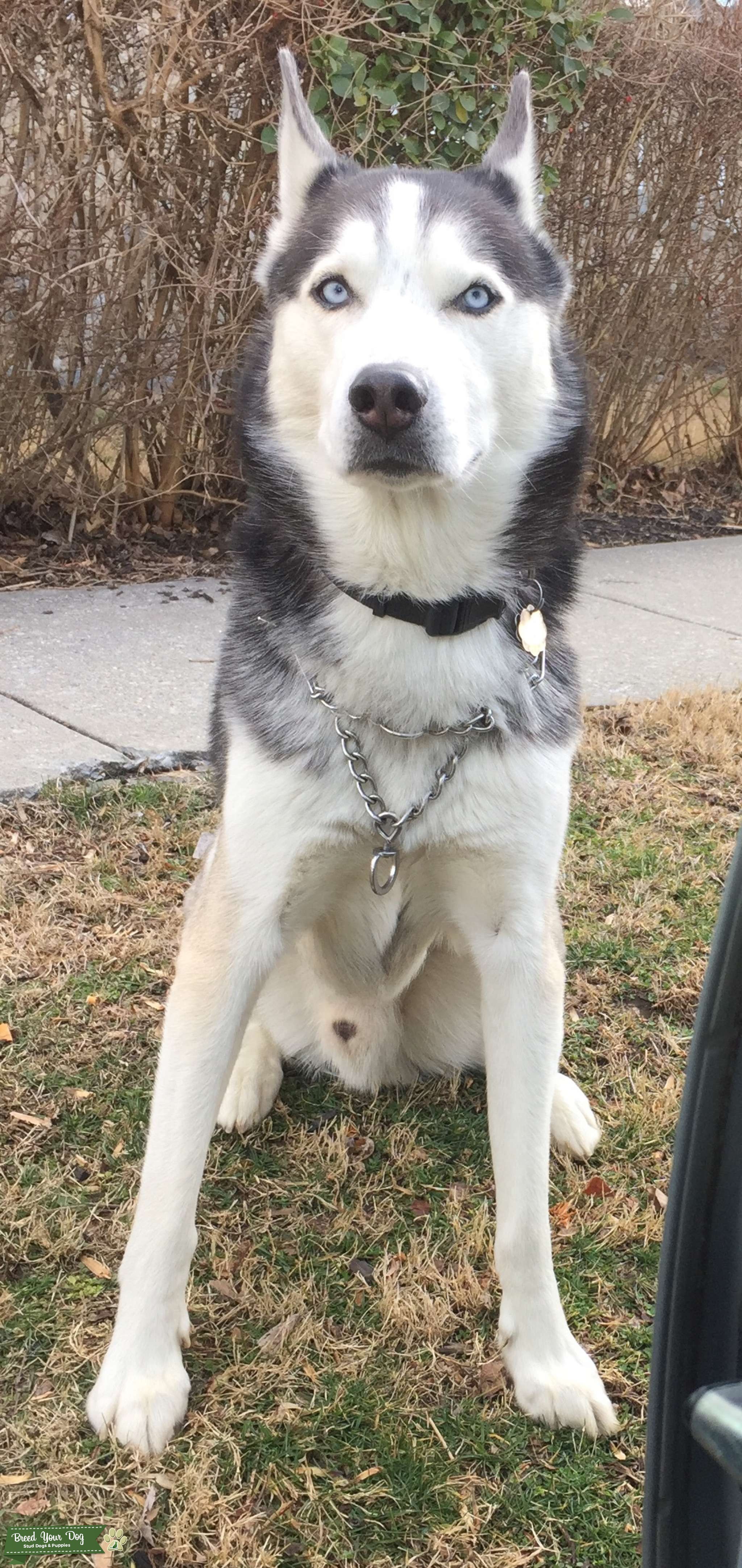 siberian husky - Stud Dog in westchester, United States | Breed Your Dog