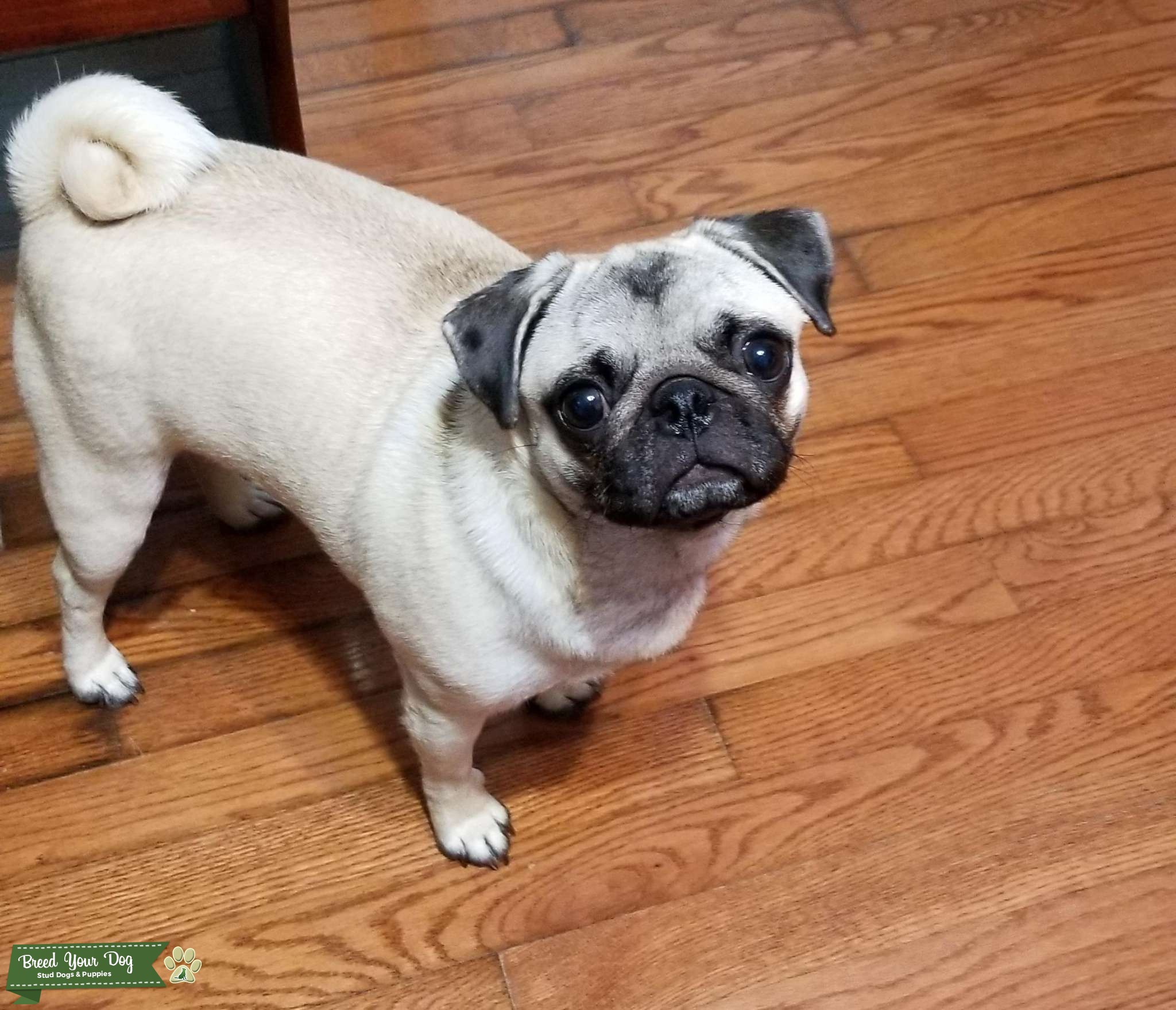 fawn pug - Stud Dog in Florida, the United States | Breed Your Dog
