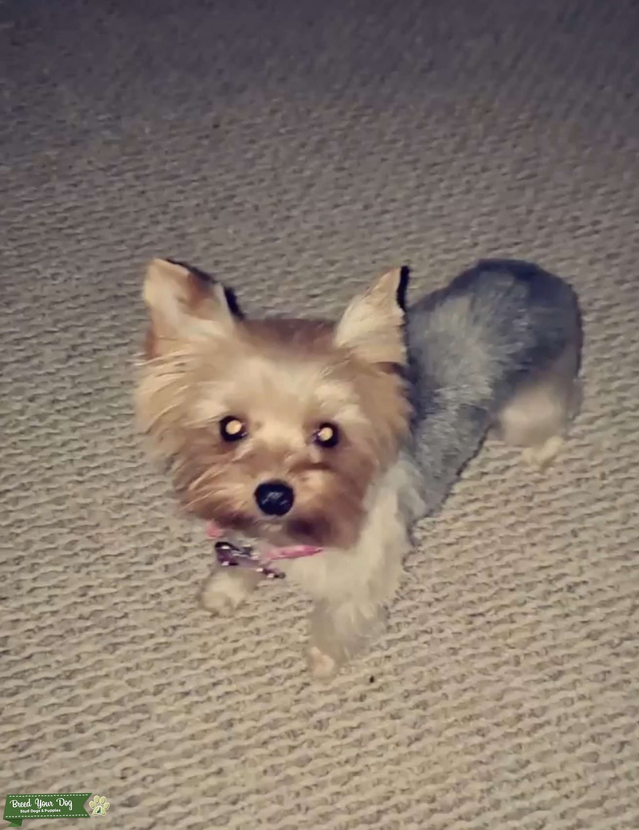 Teacup yorkie - Stud Dog in South Carolina , United States | Breed Your Dog