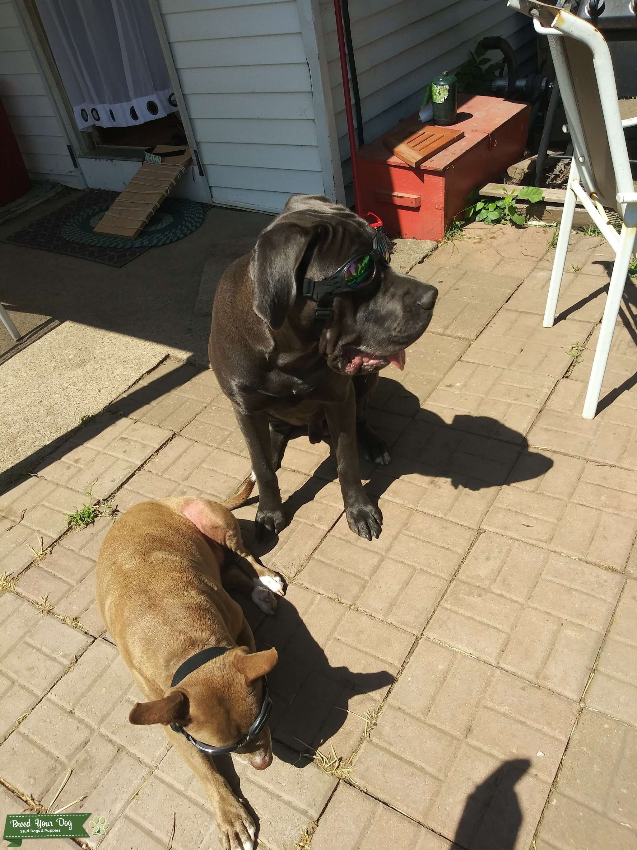 Gray Cain corso - Stud Dog in Iawo, the United States | Breed Your Dog