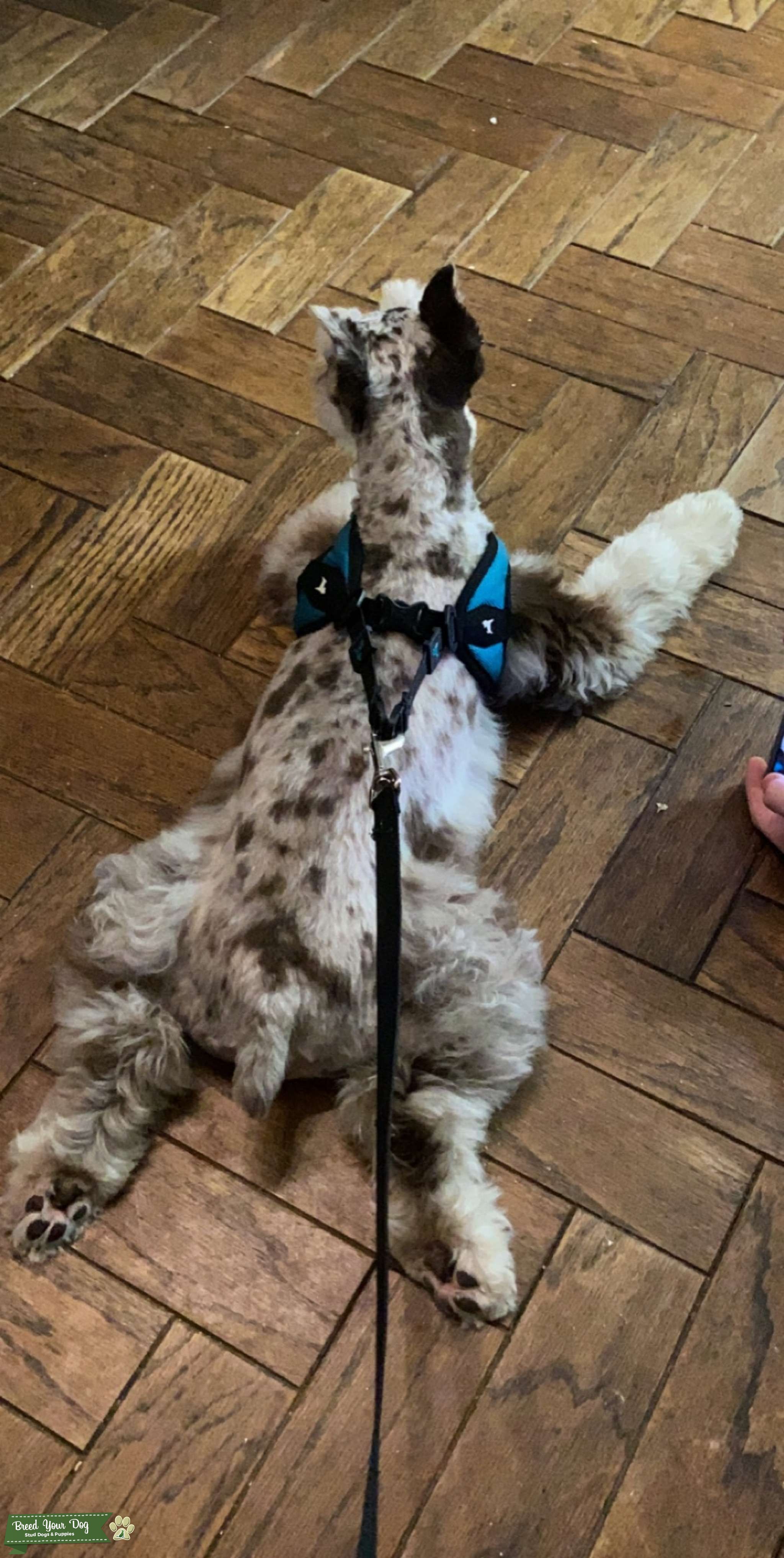 Mac is looking for a mate! Liver Merle (Brown and Gray) Mini schnauzer ...