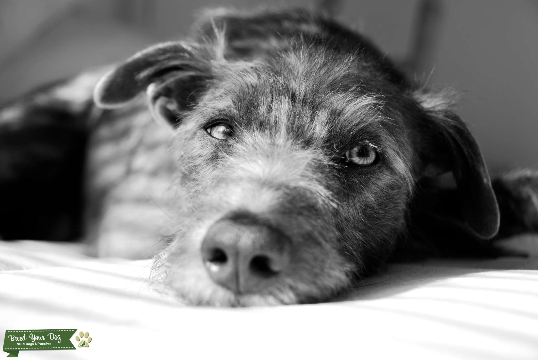 Blue broken coated Lurcher - available for Stud - amazing temperament ...