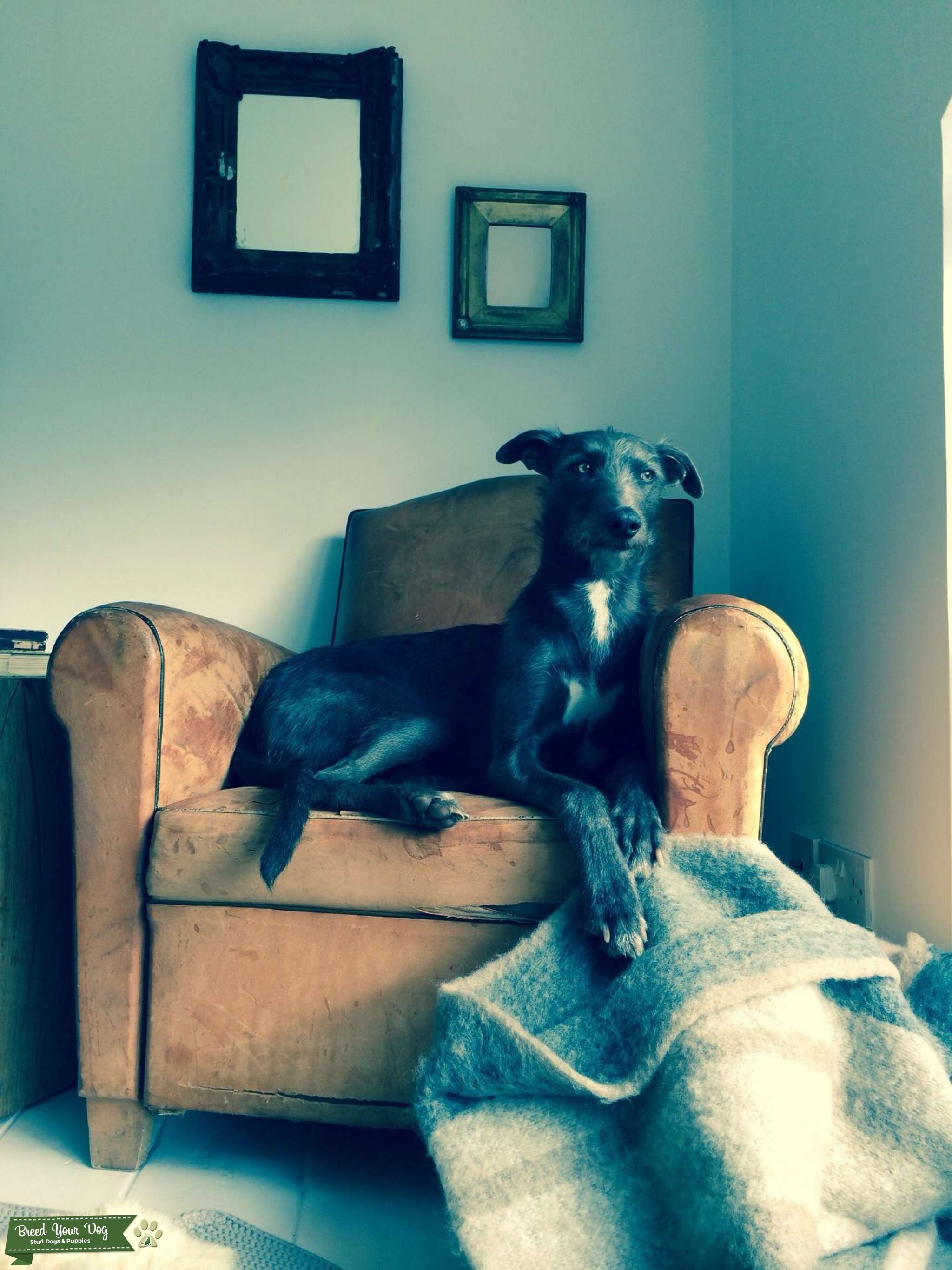 Blue broken coated Lurcher - available for Stud - amazing temperament ...