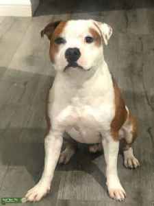 Red & White English Staffy - Smart & Loving - - Stud Dog in NSW, the ...