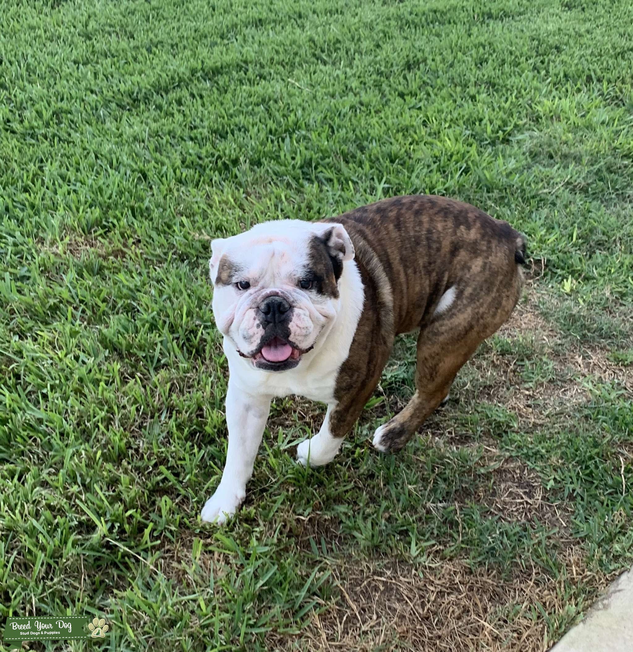 English bulldog brindle - Stud Dog in Texas, the United States | Breed ...