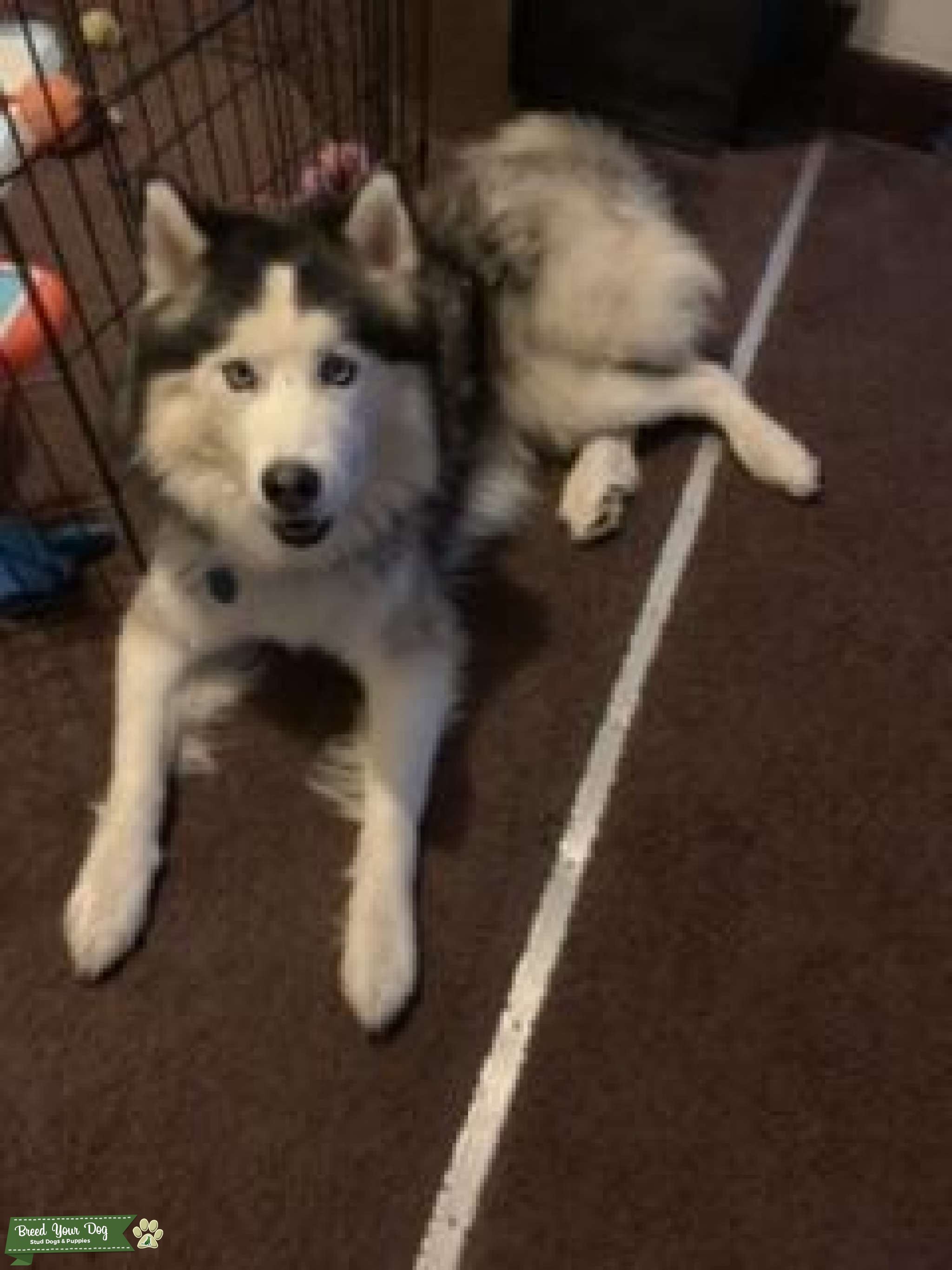 Stud Dog - Pure bred Siberian Husky - Breed Your Dog