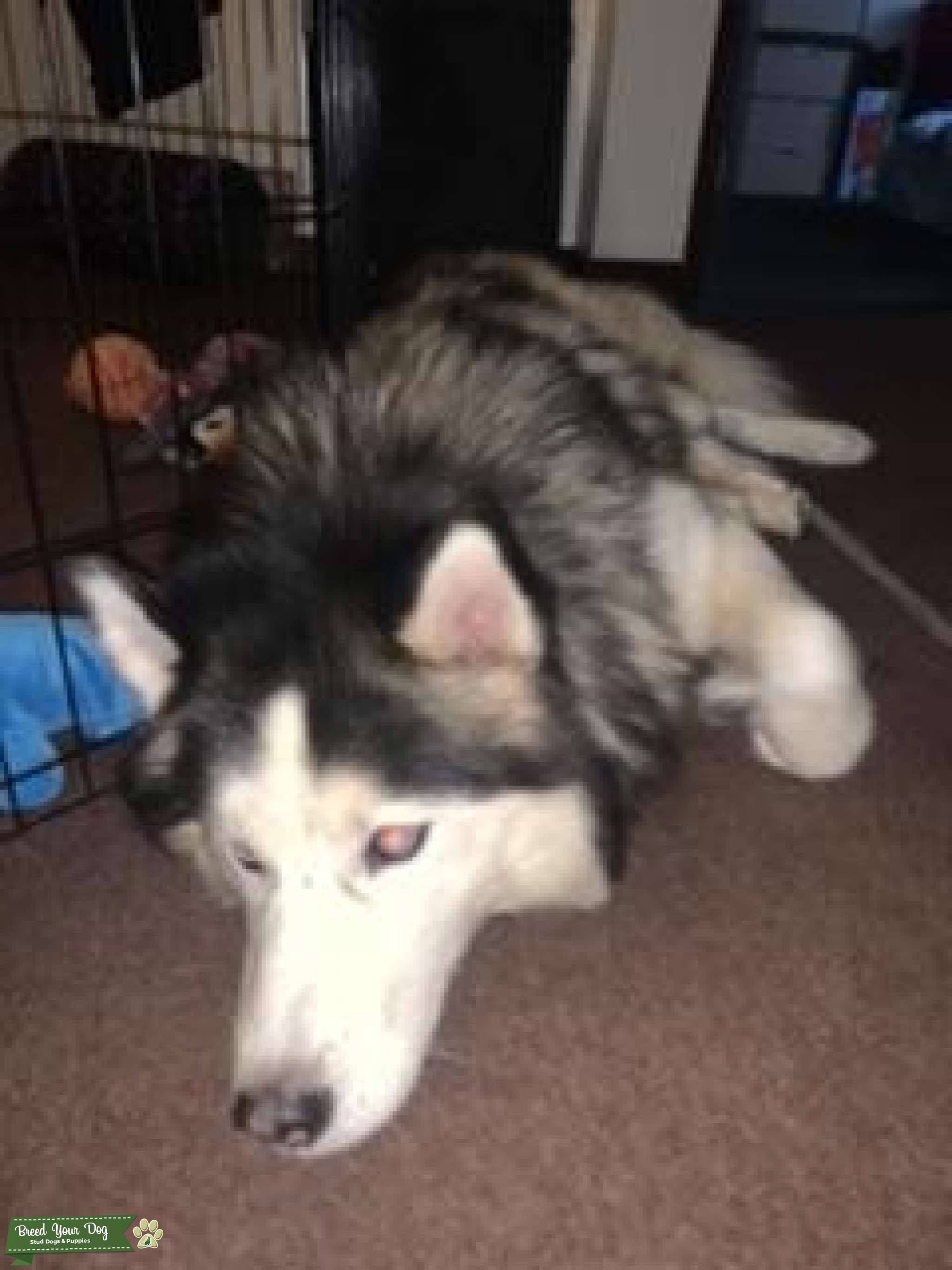 Stud Dog - Pure bred Siberian Husky - Breed Your Dog