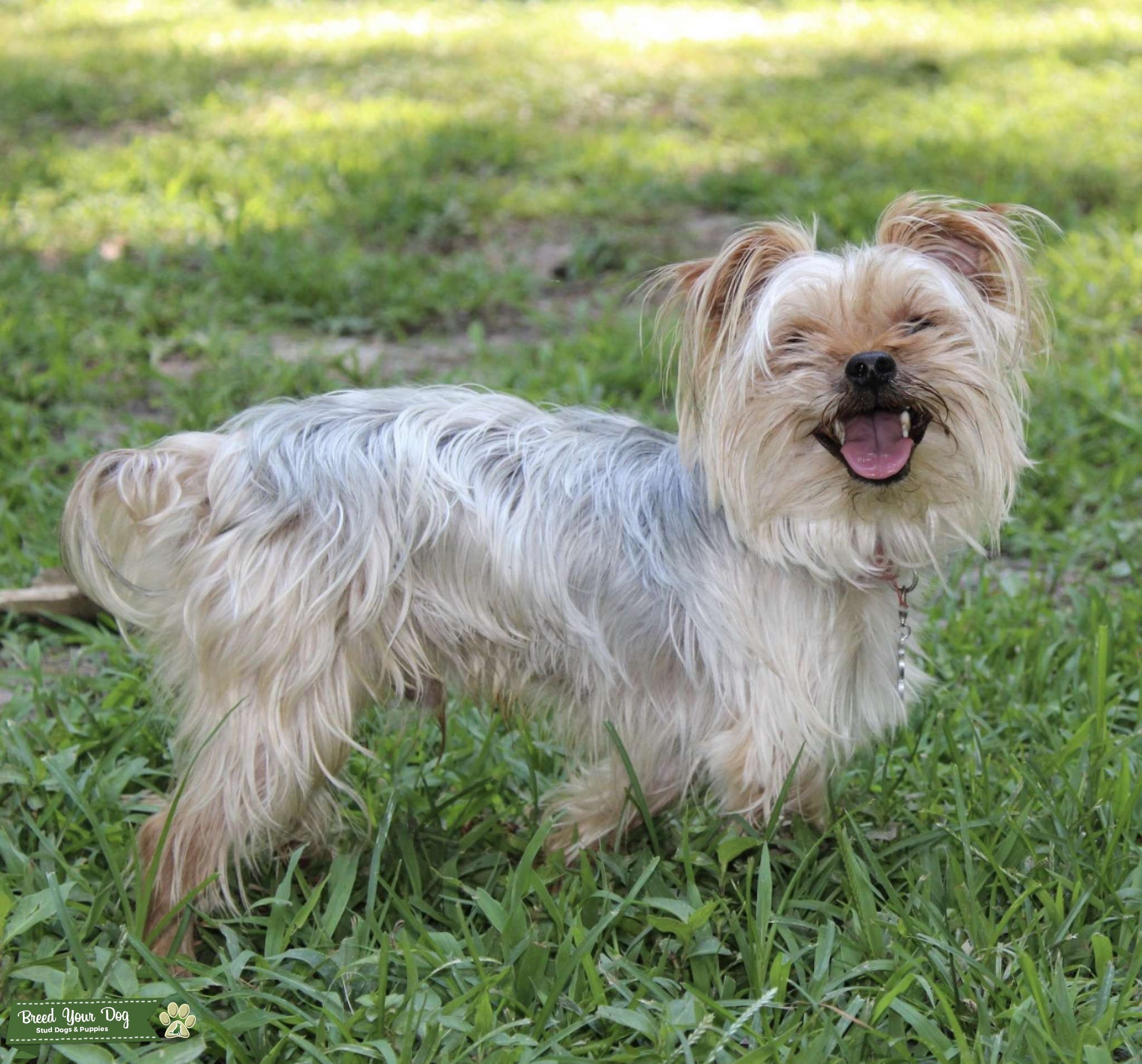 6lb Morkie Stud - Stud Dog in Virginia, the United States | Breed Your Dog