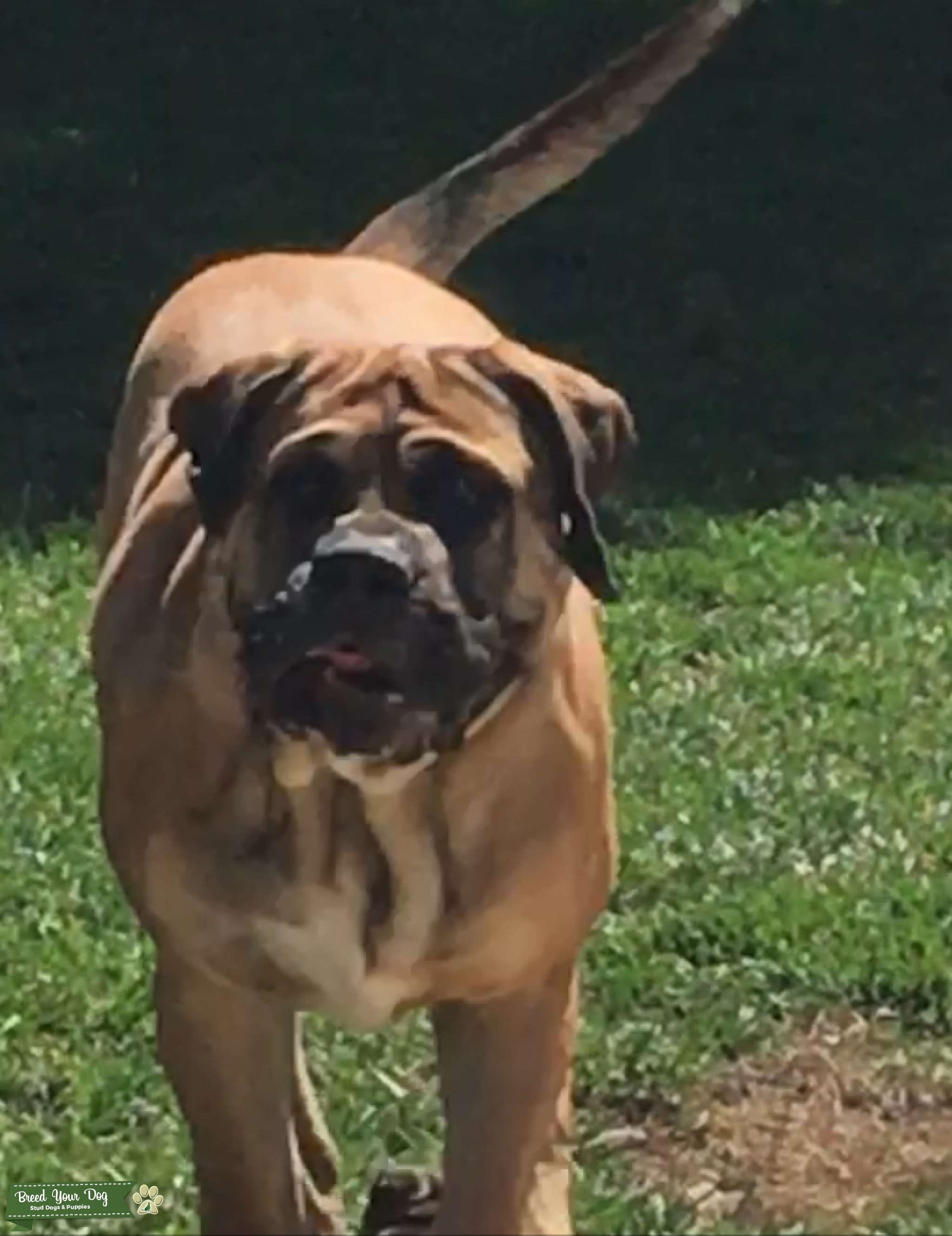 English mastiff/ Saint Bernard - Stud Dog in California , the United ...