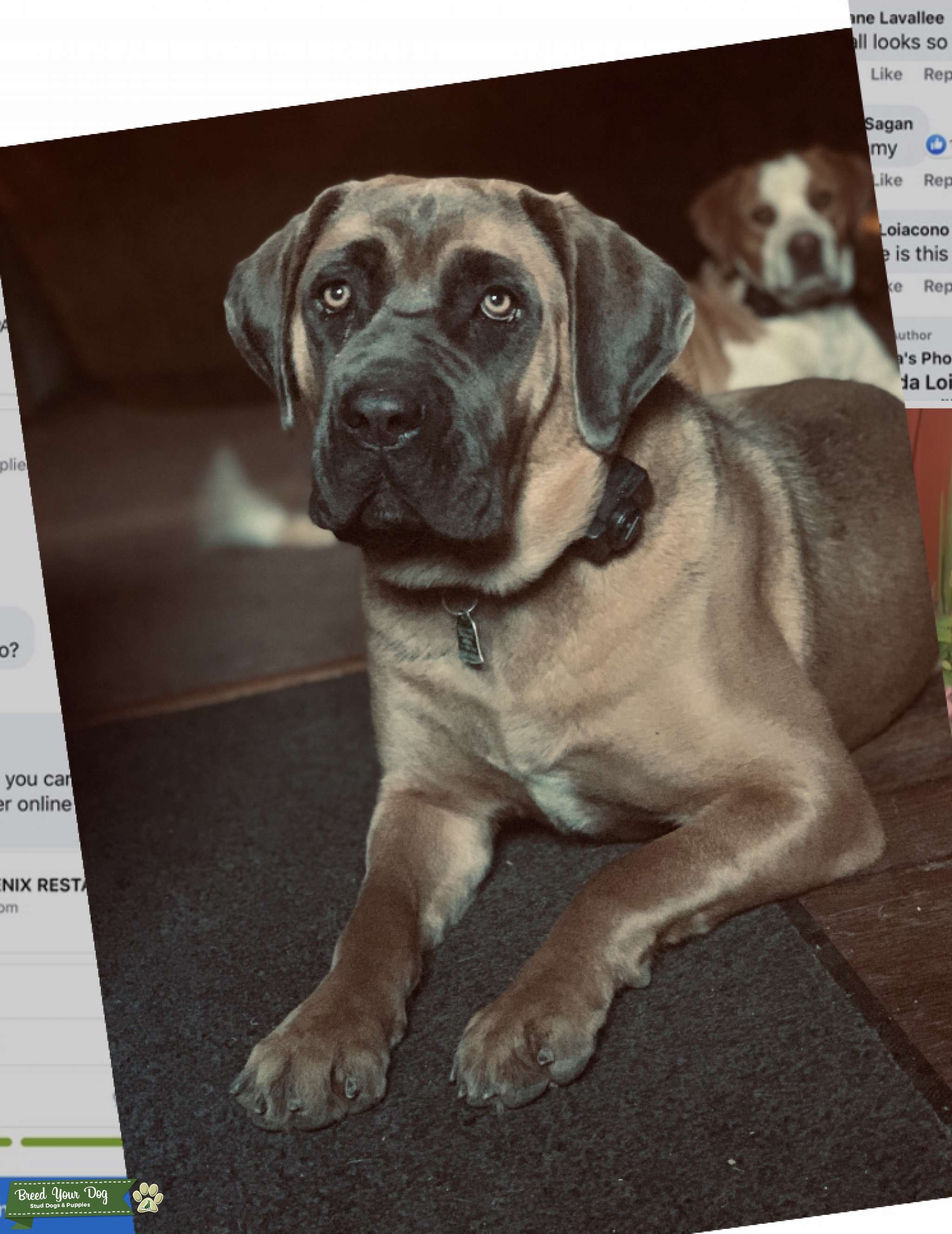 ISO: stud dog - Stud Dog in Pennsylvania , the United States | Breed ...