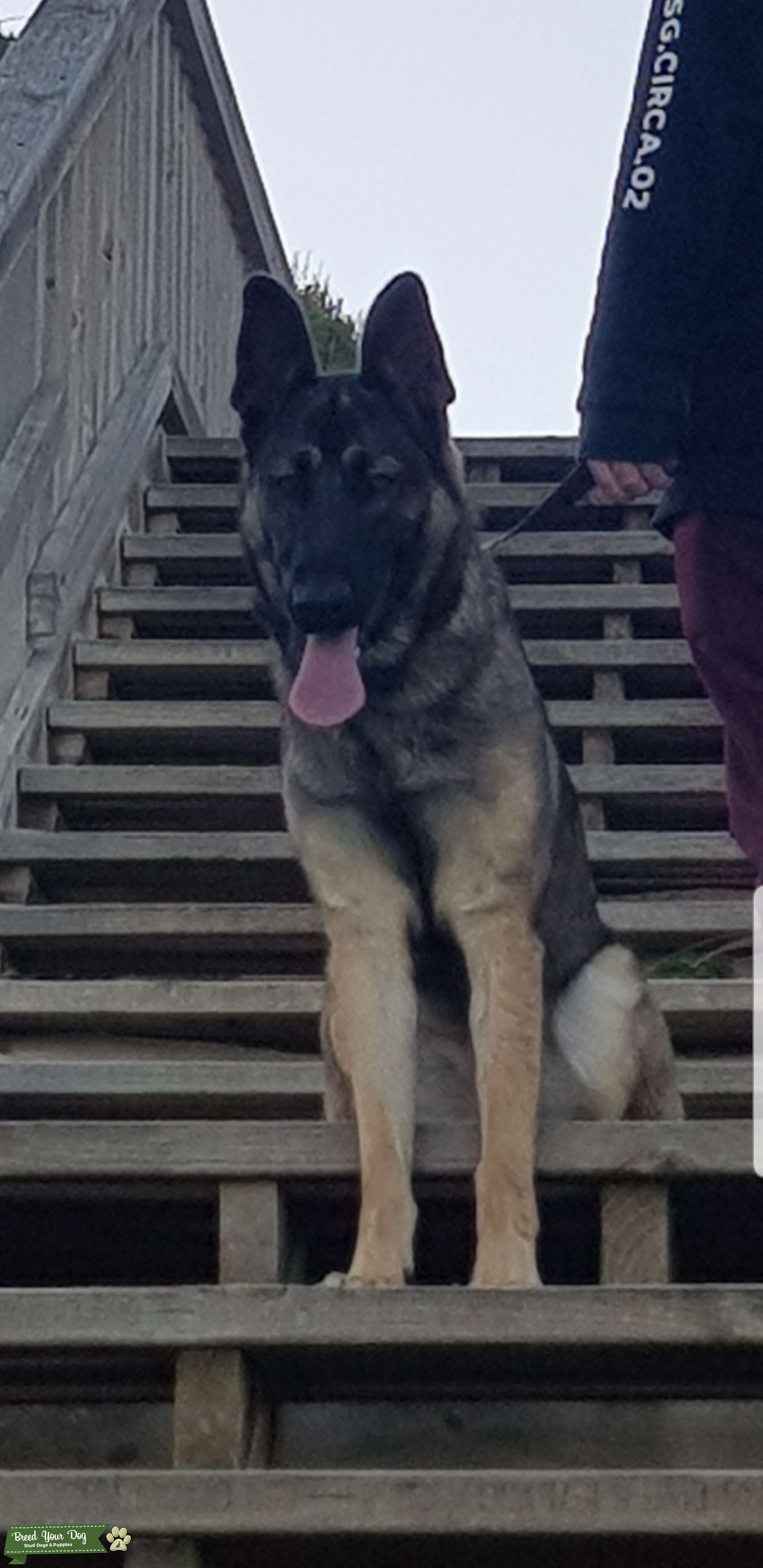 German Shepherd - Stud Dog victoria - Breed Your Dog