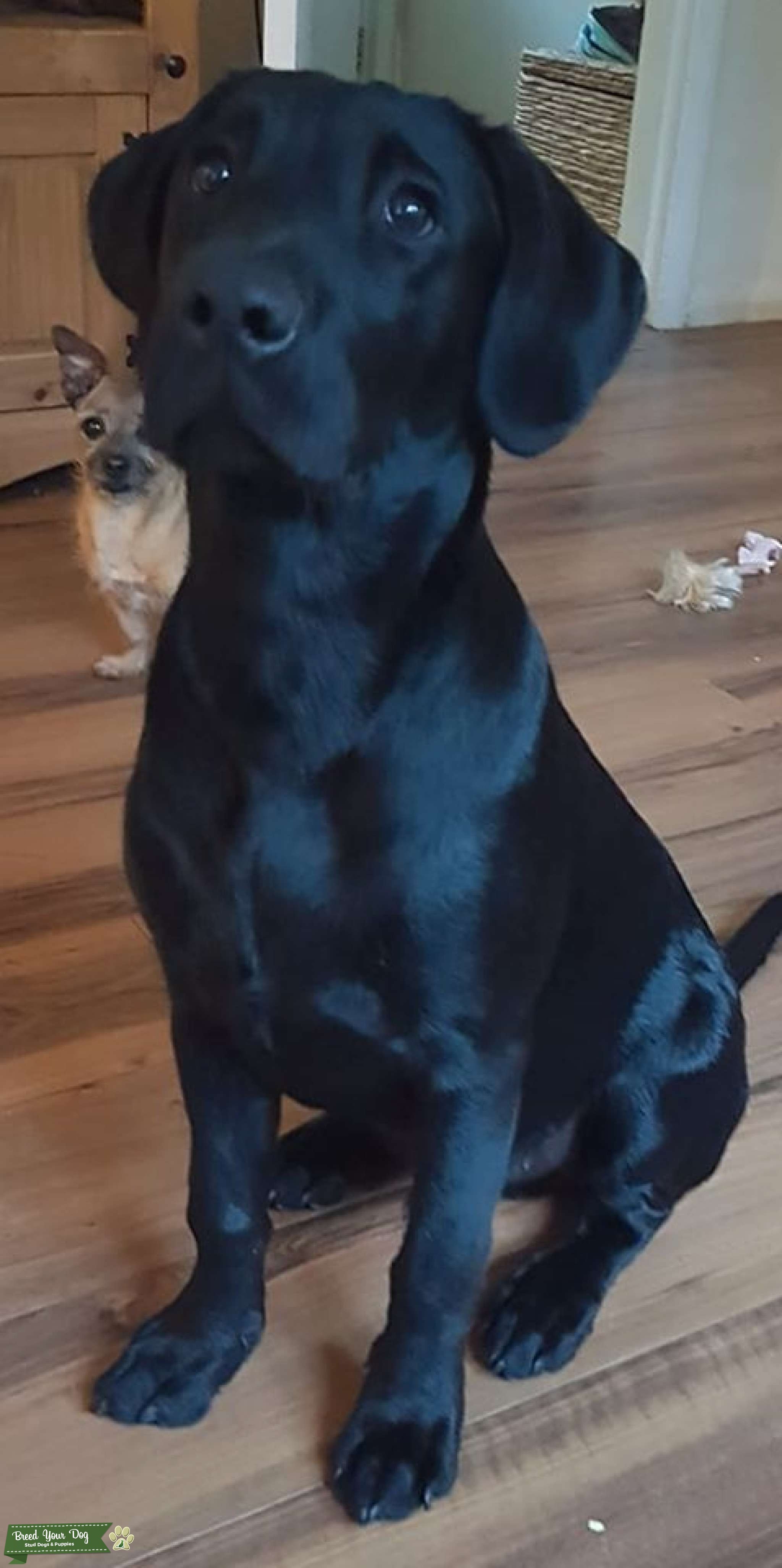 Black Lab for stud, 5th generation pedigree - Stud Dog in Derbyshire ...