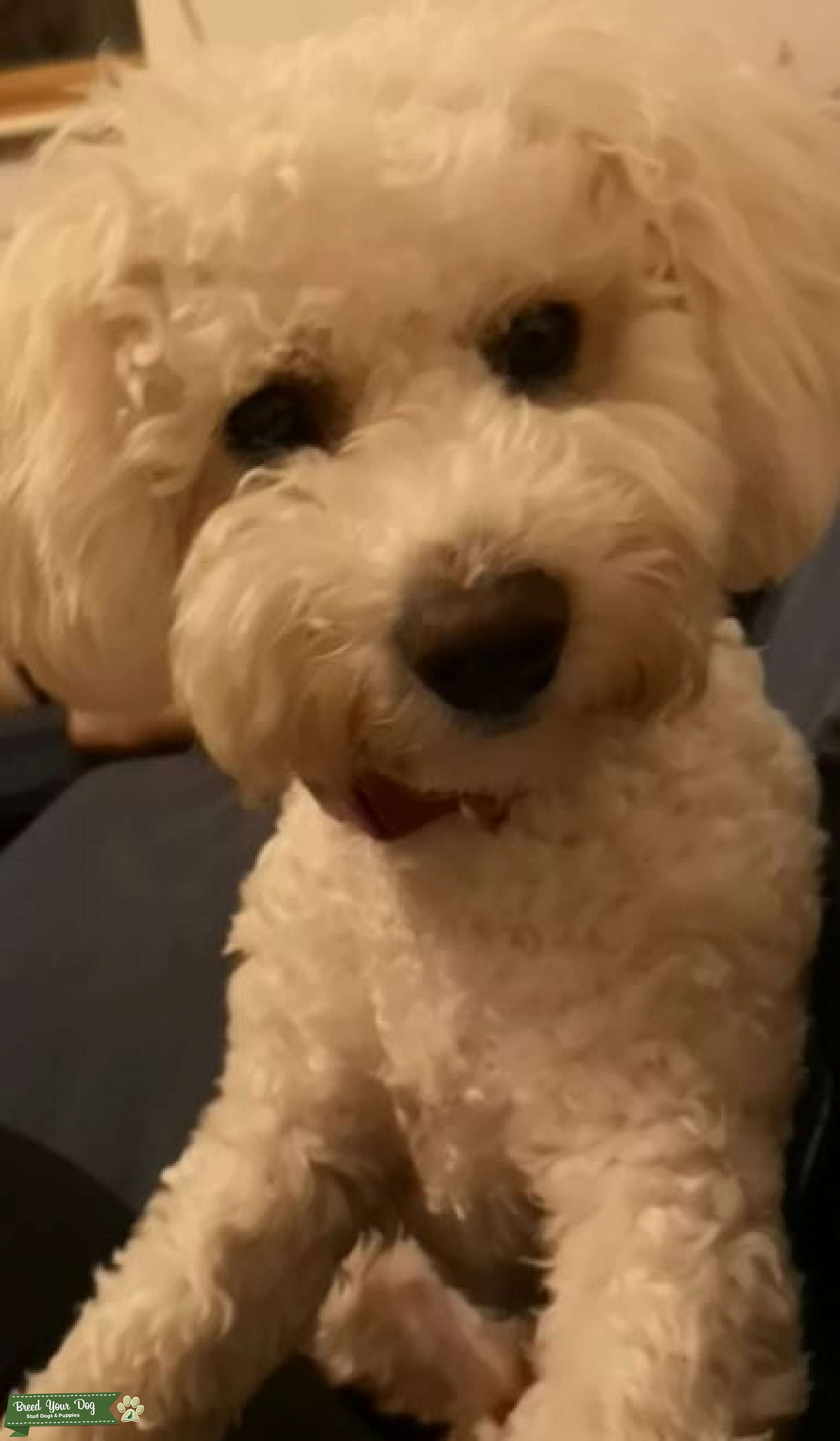 Bijon Frise - available as stud dog - Stud Dog Dublin - Breed Your Dog