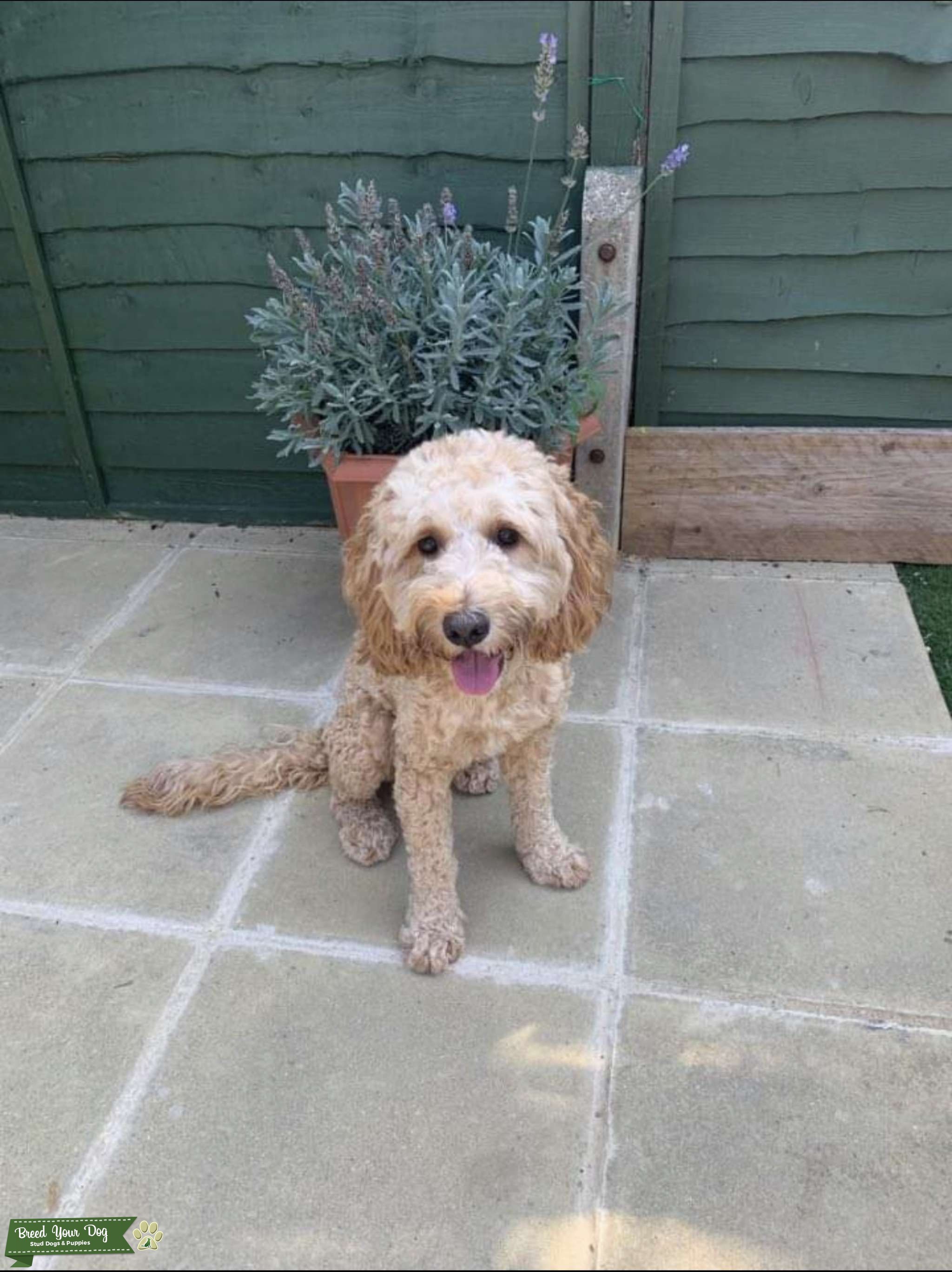 Experienced Health clear F2 Cockapoo - Stud Dog in Hampshire , the ...