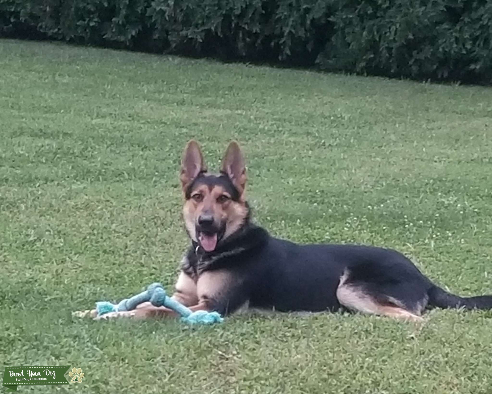 Strong Male GSD that's ready to Mate - Stud Dog in NEW YORK, United ...