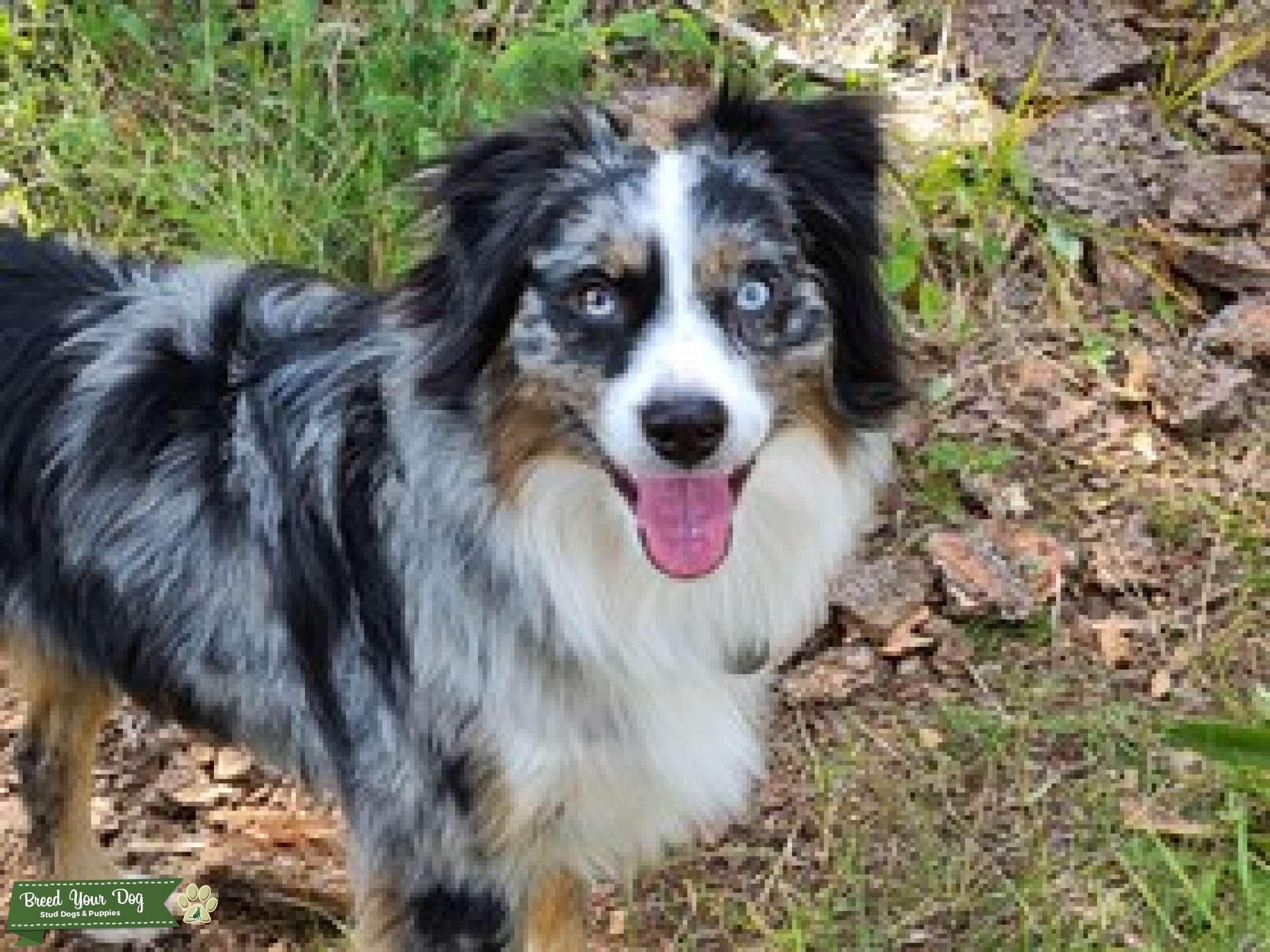 Marbel mini Ausie - Stud Dog in Arizona [AZ], United Kingdom | Breed ...