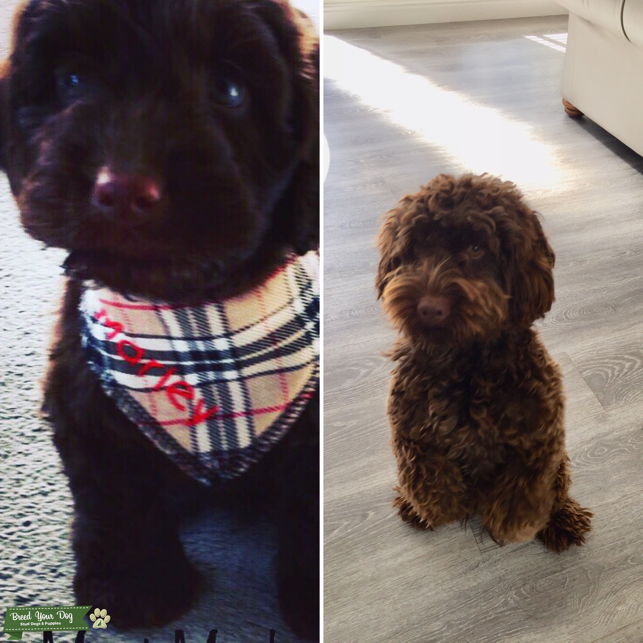 F1 chocolate cockapoo male for stud - Stud Dog in Surrey , United ...