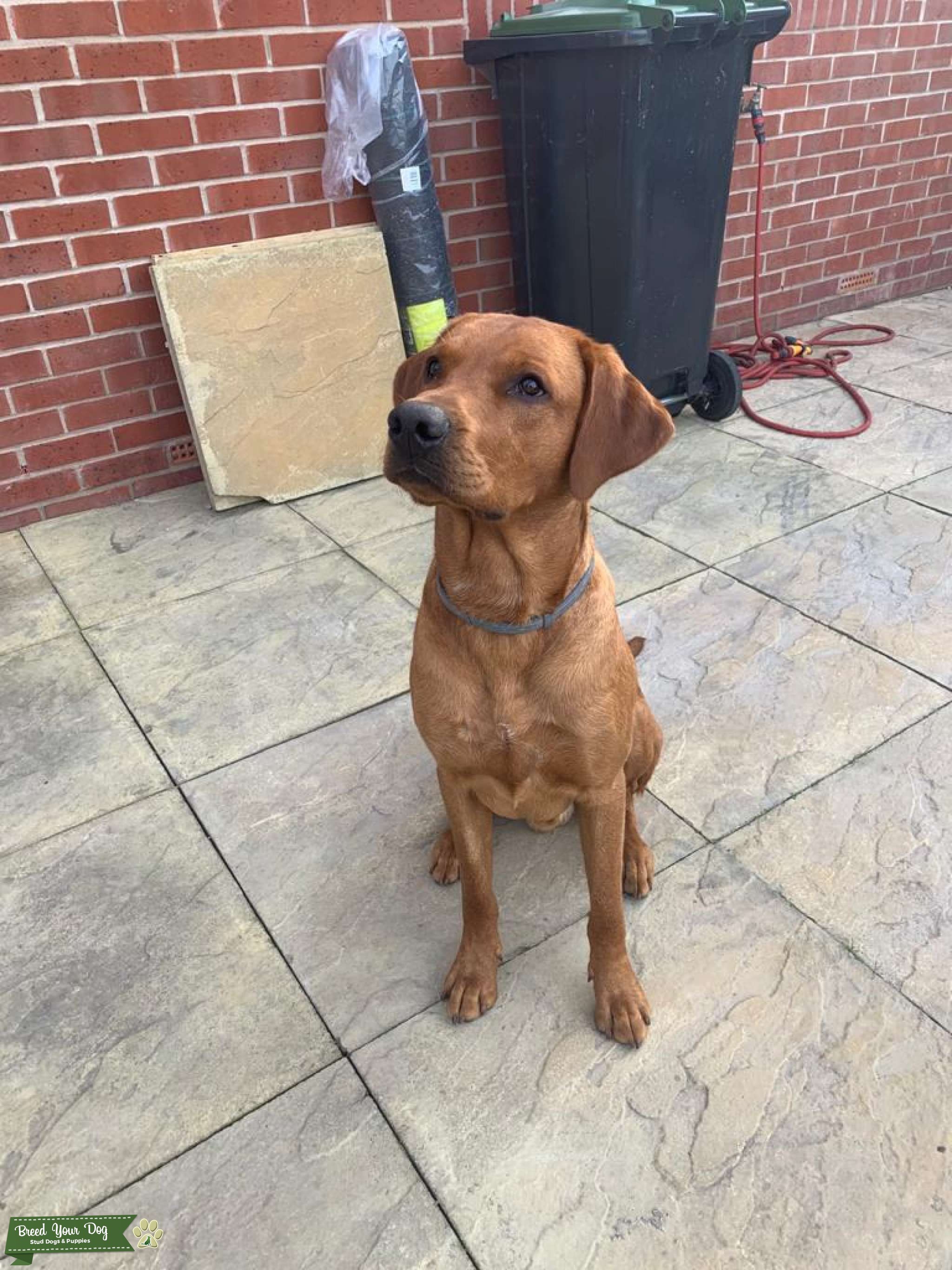 Red Fox Labrador Stud working - Stud Dog in Wiltshire, United States ...