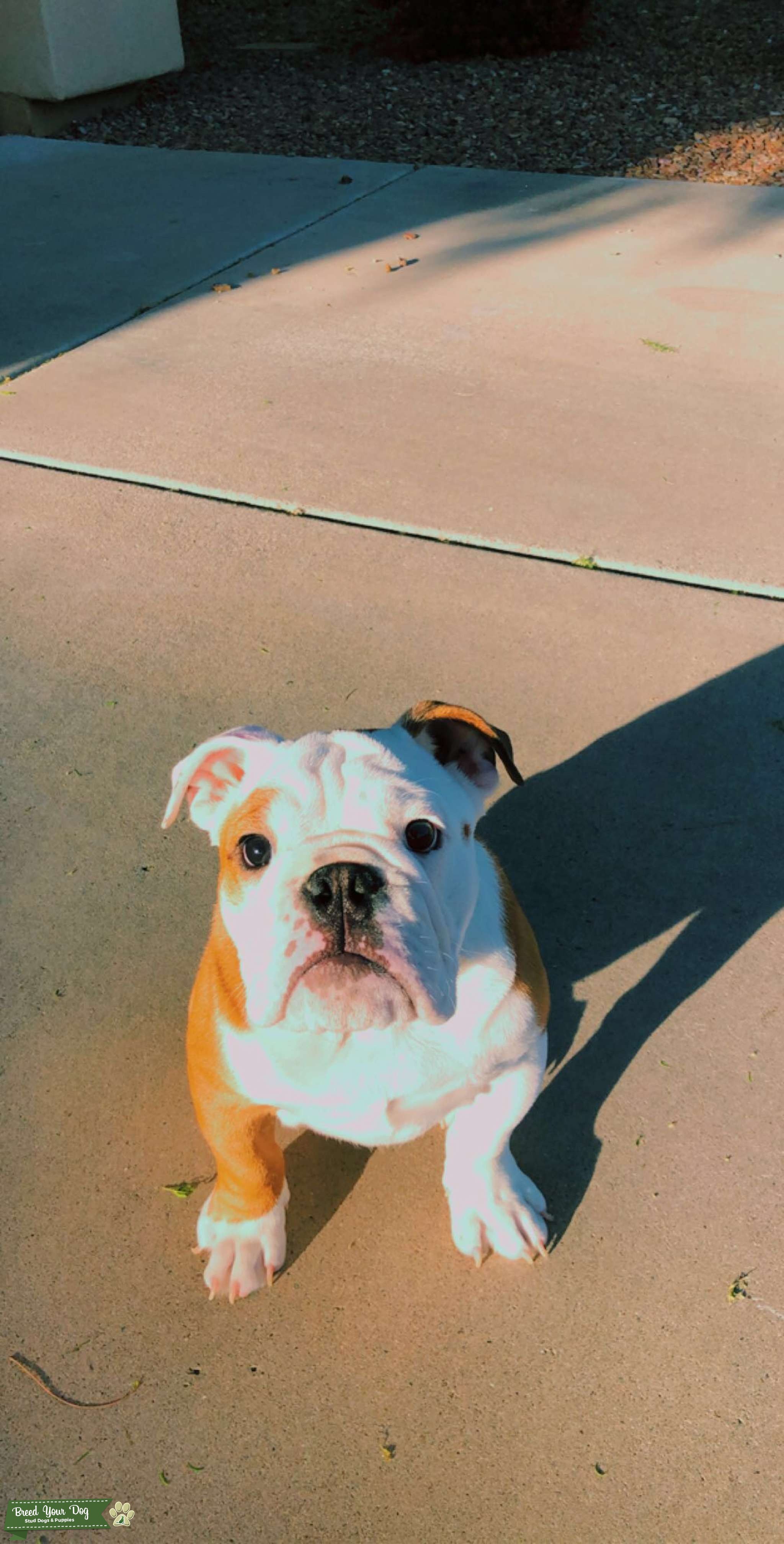 English Bulldog Pure Bread - Stud Dog in Arizona , United States ...