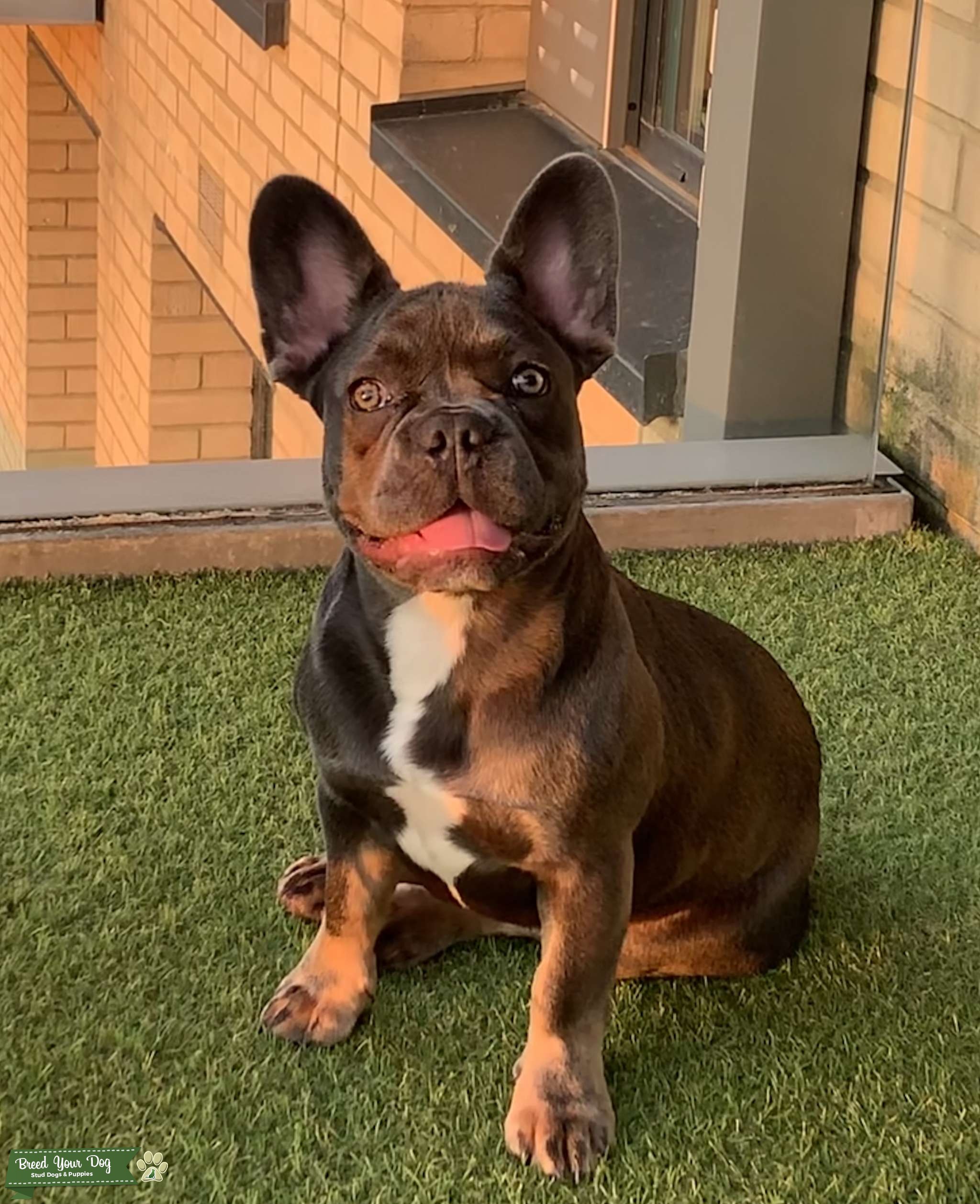 Handsome Frenchie - Stud Dog in Fulham, United States | Breed Your Dog