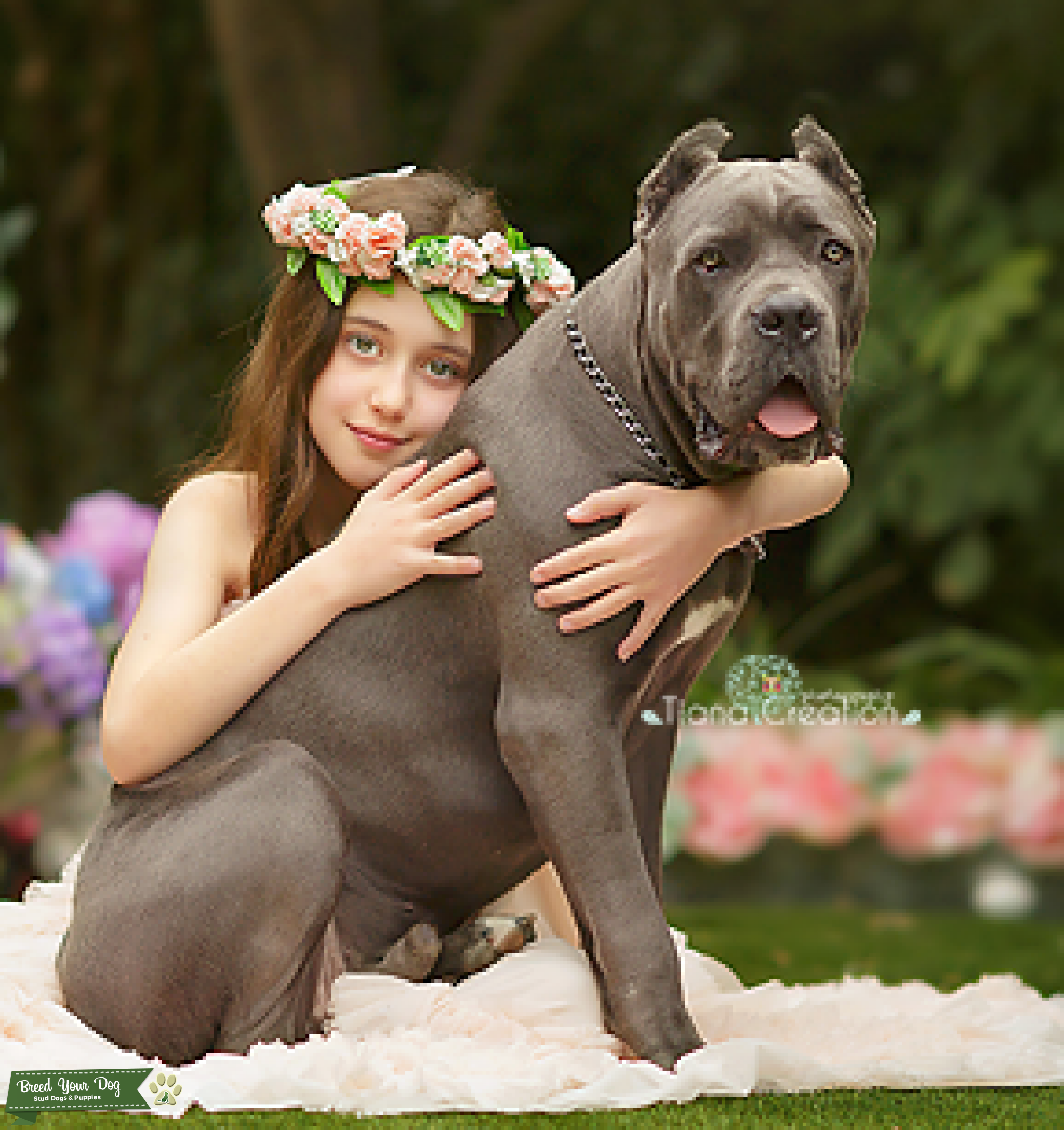 Champion Blood Blue Cane Corso Imported from Europe - Stud Dog los ...