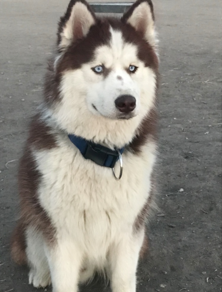 Red Wooly Husky stud - Stud Dog in Colorado, United States | Breed Your Dog