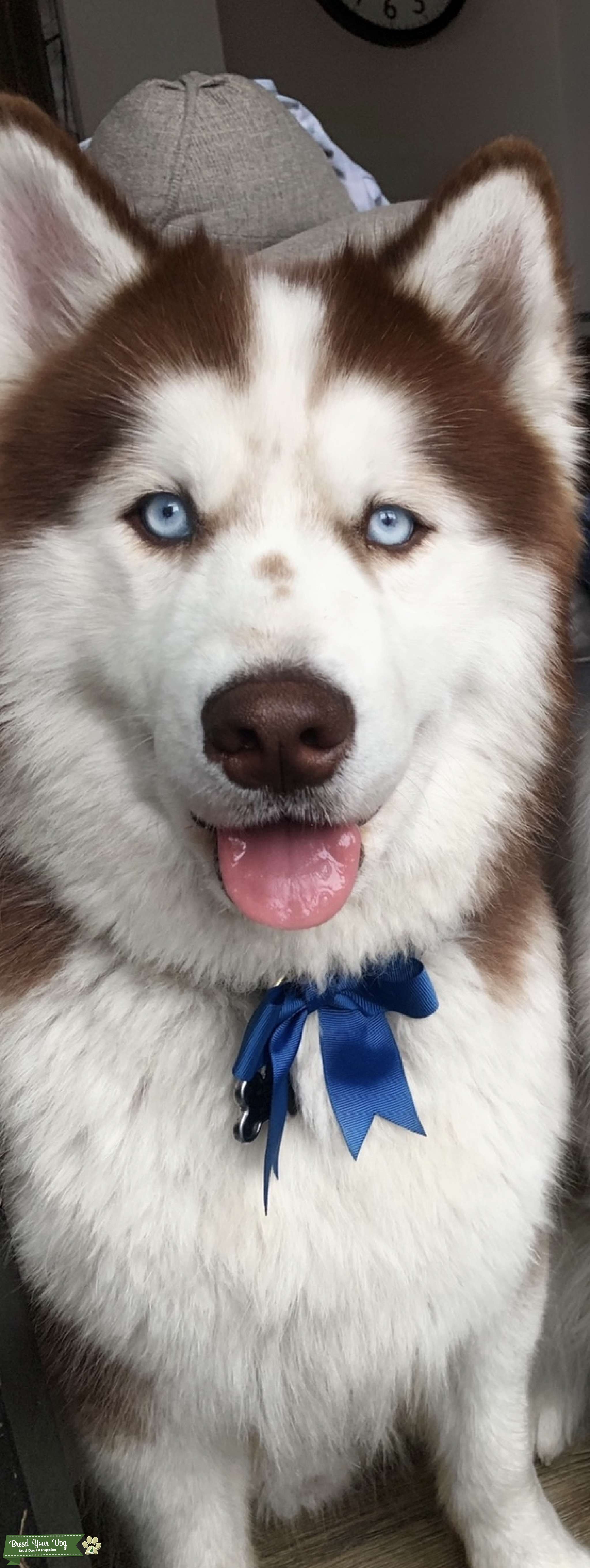 Red Wooly Husky stud - Stud Dog in Colorado, Australia | Breed Your Dog