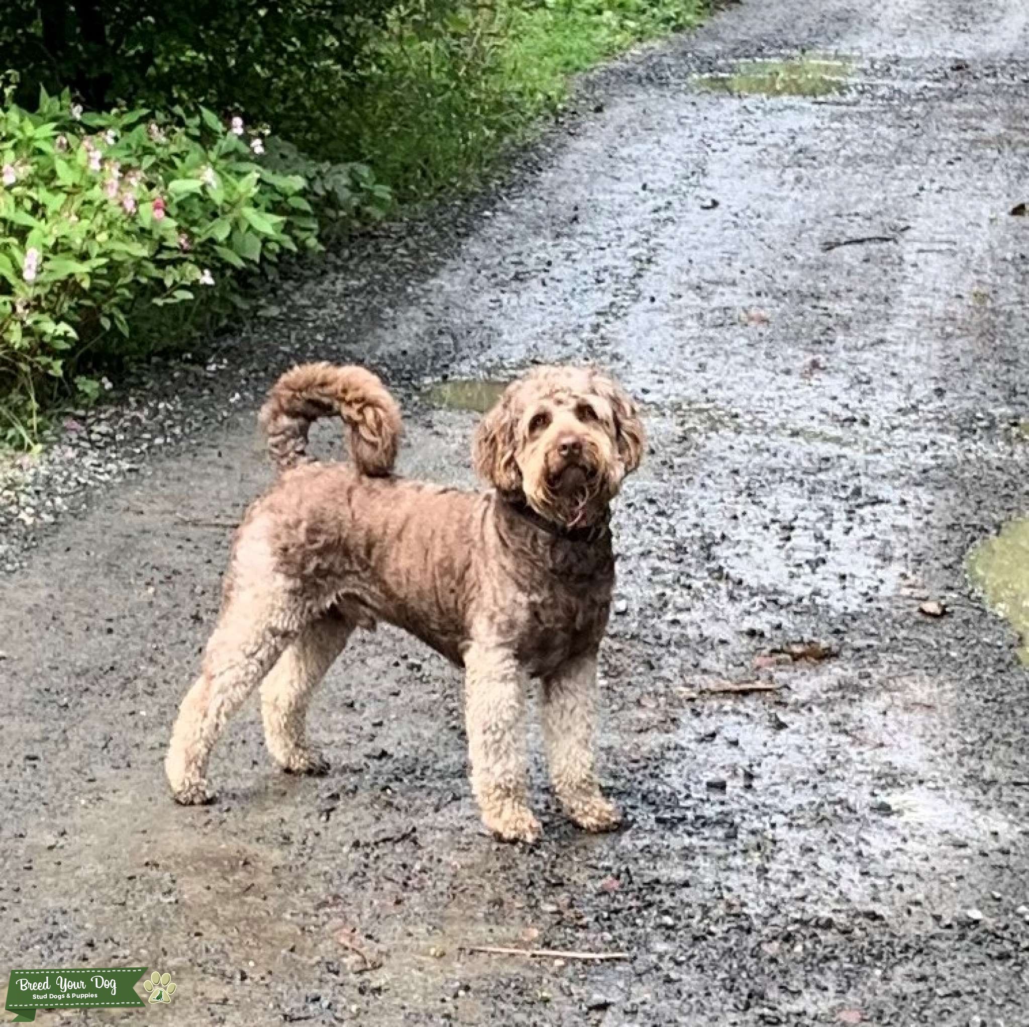 Chocolate & Silver Labradoodle - Stud Dog in Co. Durham , the United ...