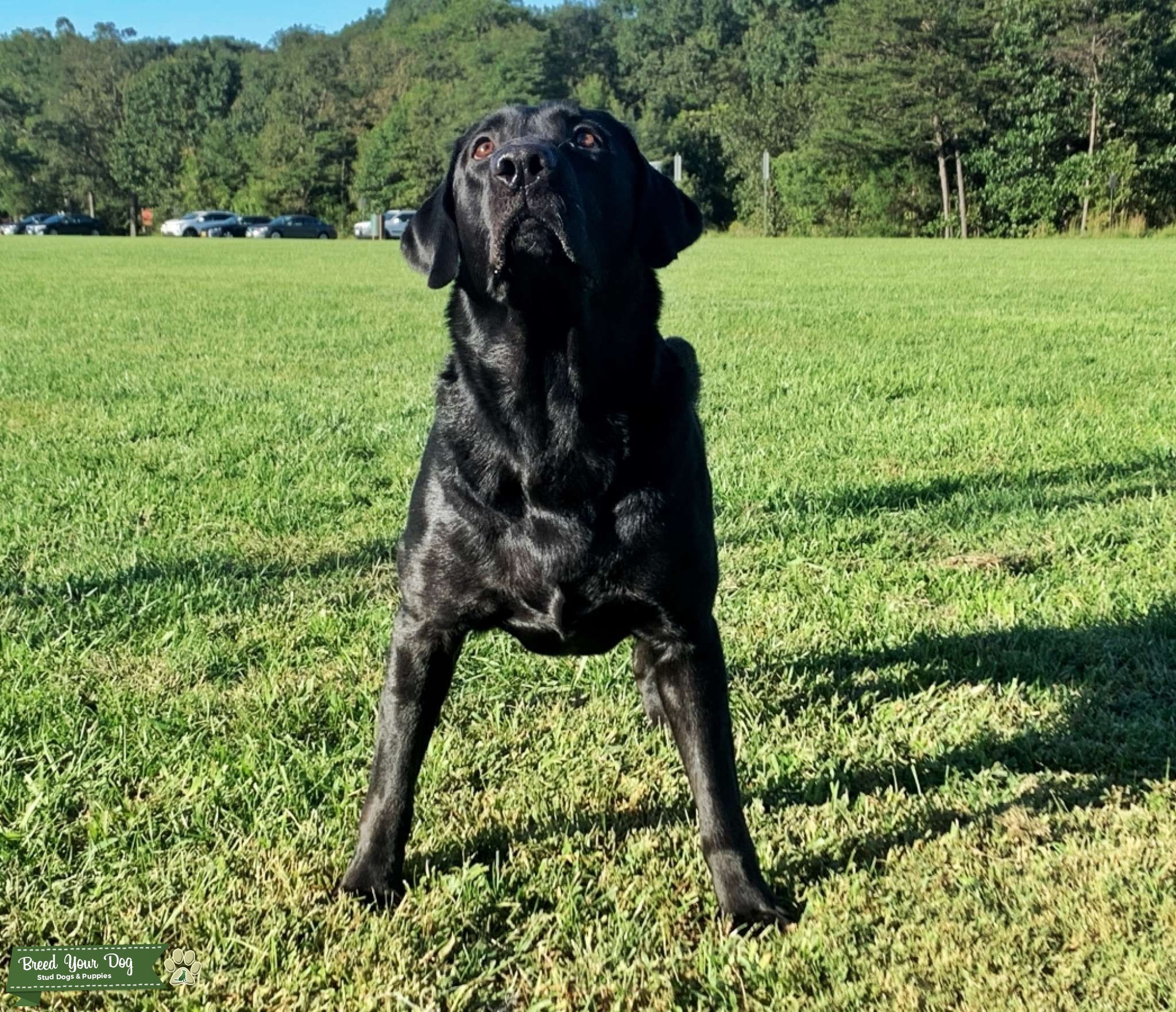 AKC Black Labrador Retriever for Stud - Stud Dog in Manassas, Virginia ...