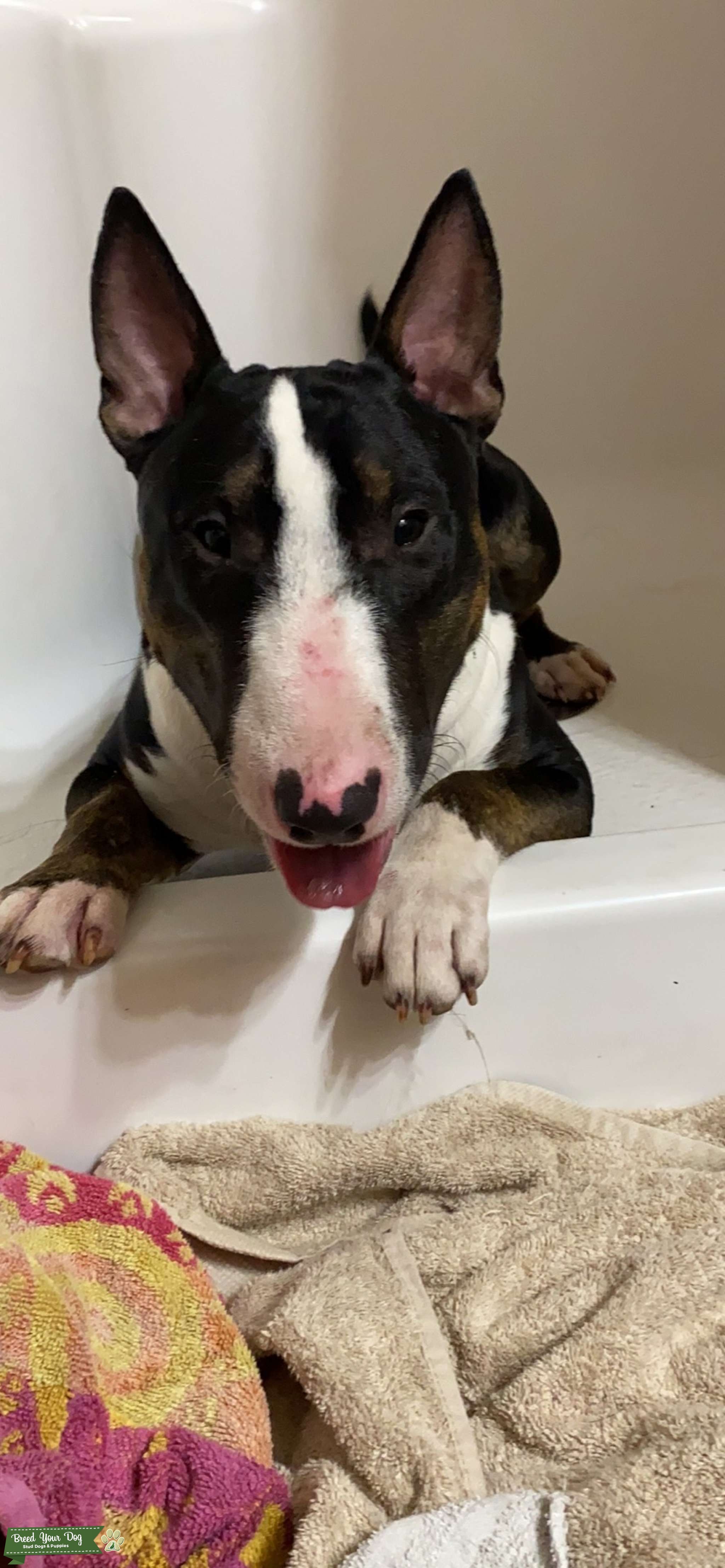 Akc Tri mini English bull terrier (liver bloodline) - Stud Dog in Mid ...