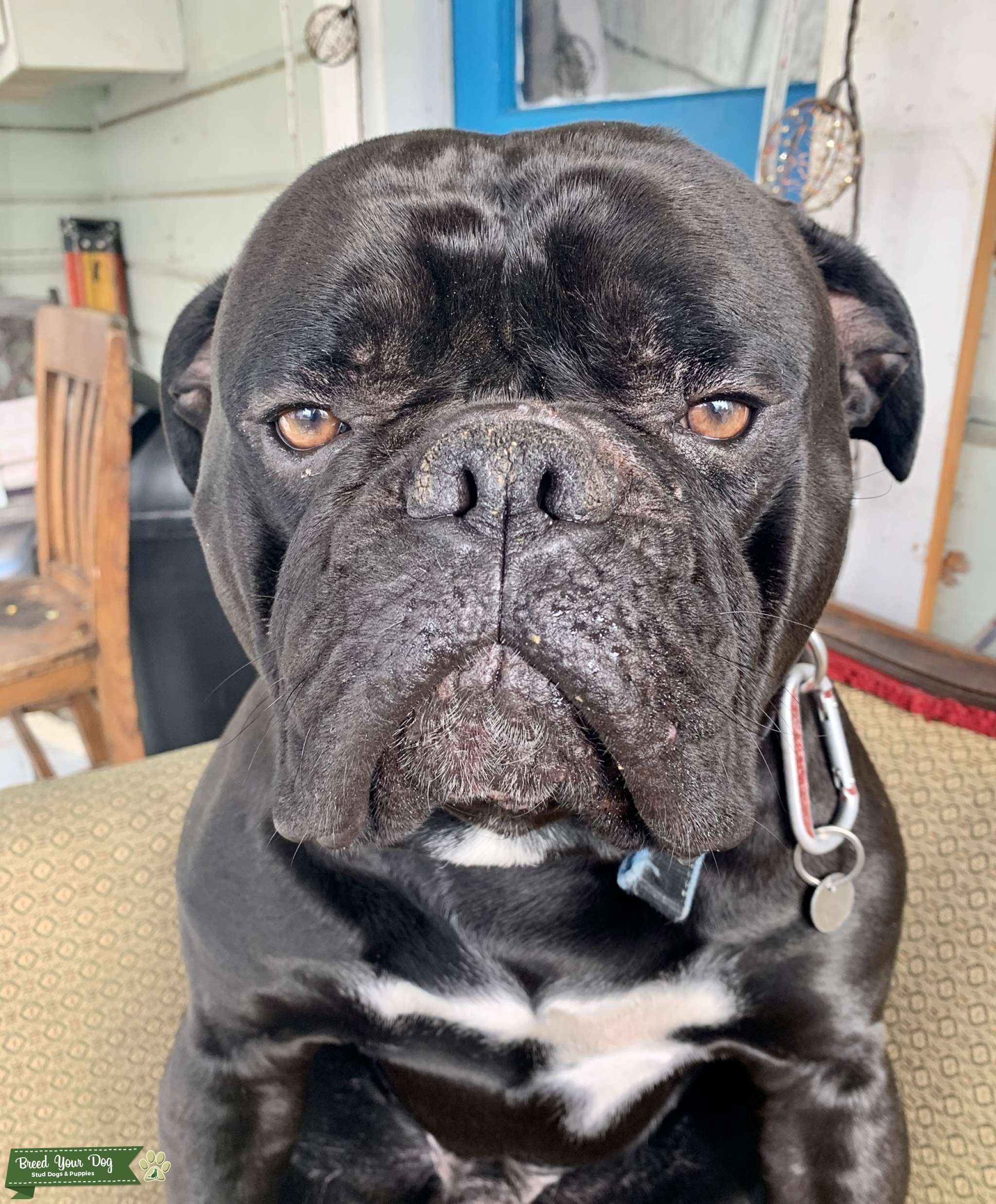 Purebred AKC American Bulldog Stud - Stud Dog in Northwest , United ...