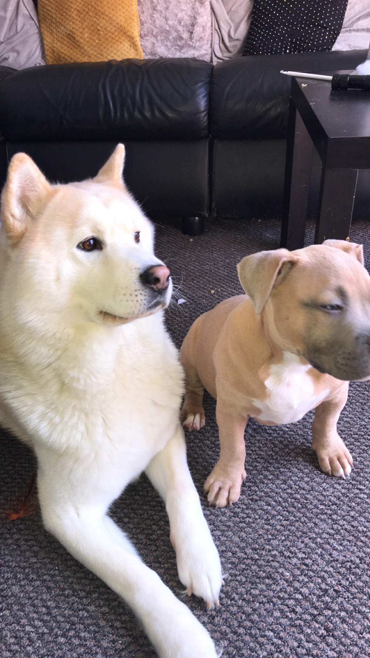 Chowski-chow chow crossesd Siberian husky - Stud Dog in Merseyside ...
