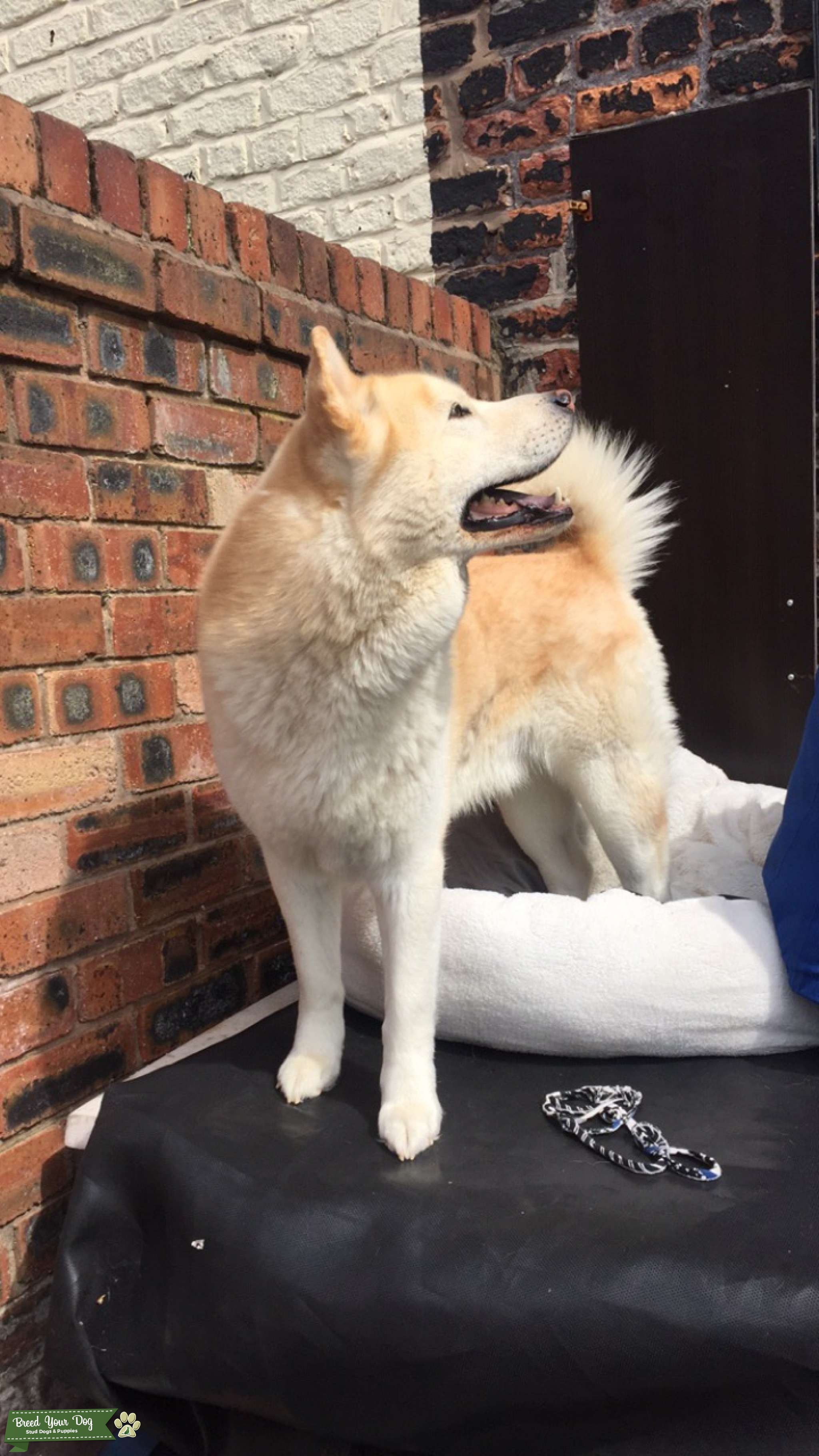 Chowski-chow chow crossesd Siberian husky - Stud Dog in Merseyside ...